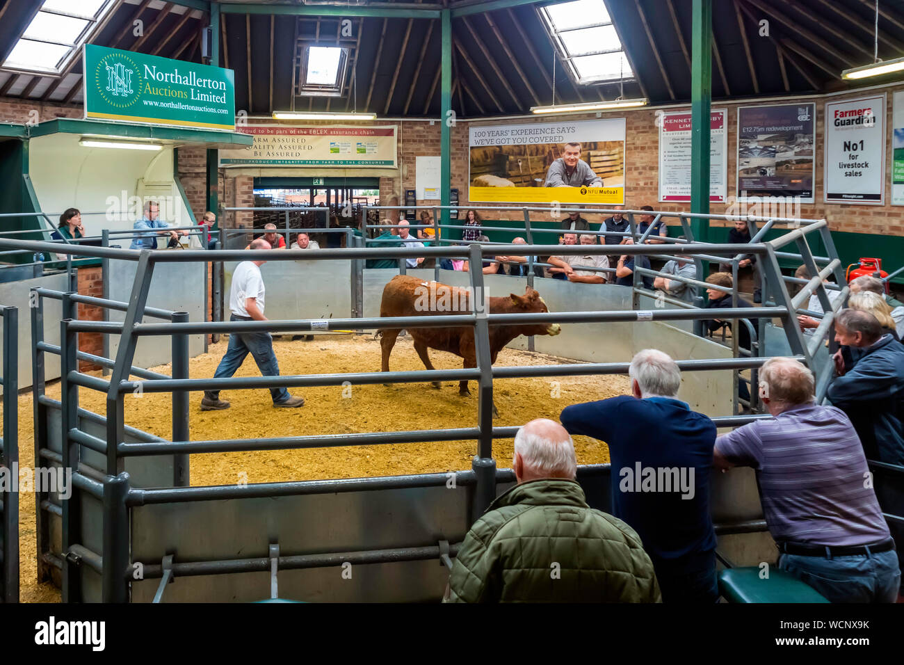Cattle Auction Uk High Resolution Stock Photography and Images - Alamy