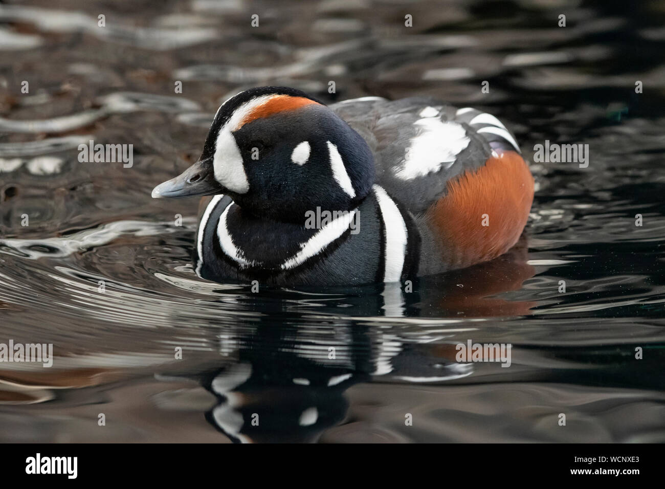 North America; United States; Alaska; Spring; Wildlife; Birds ...