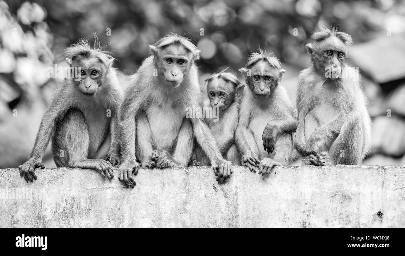Five monkeys hi-res stock photography and images - Alamy