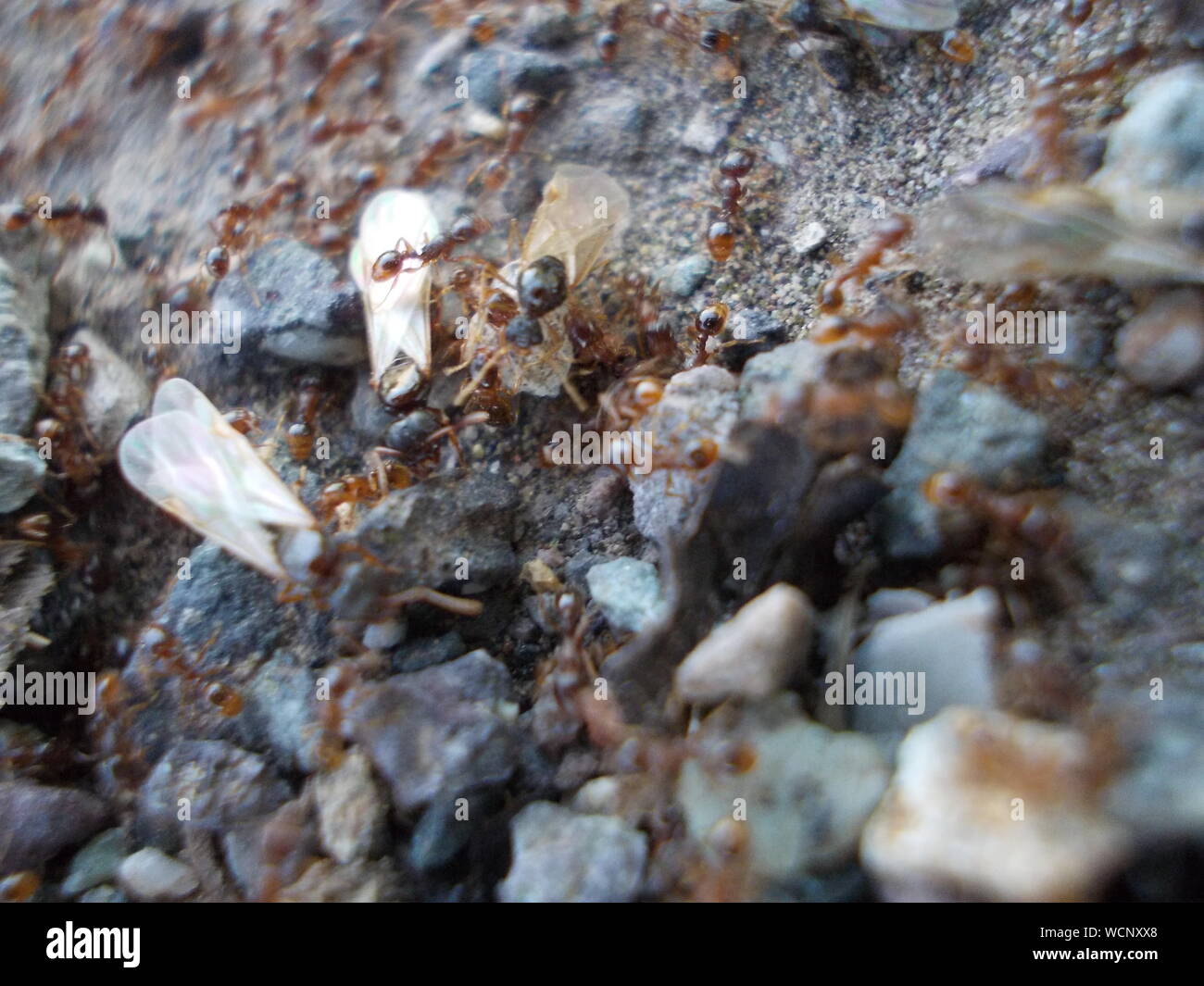 Ants on stone hi-res stock photography and images - Alamy