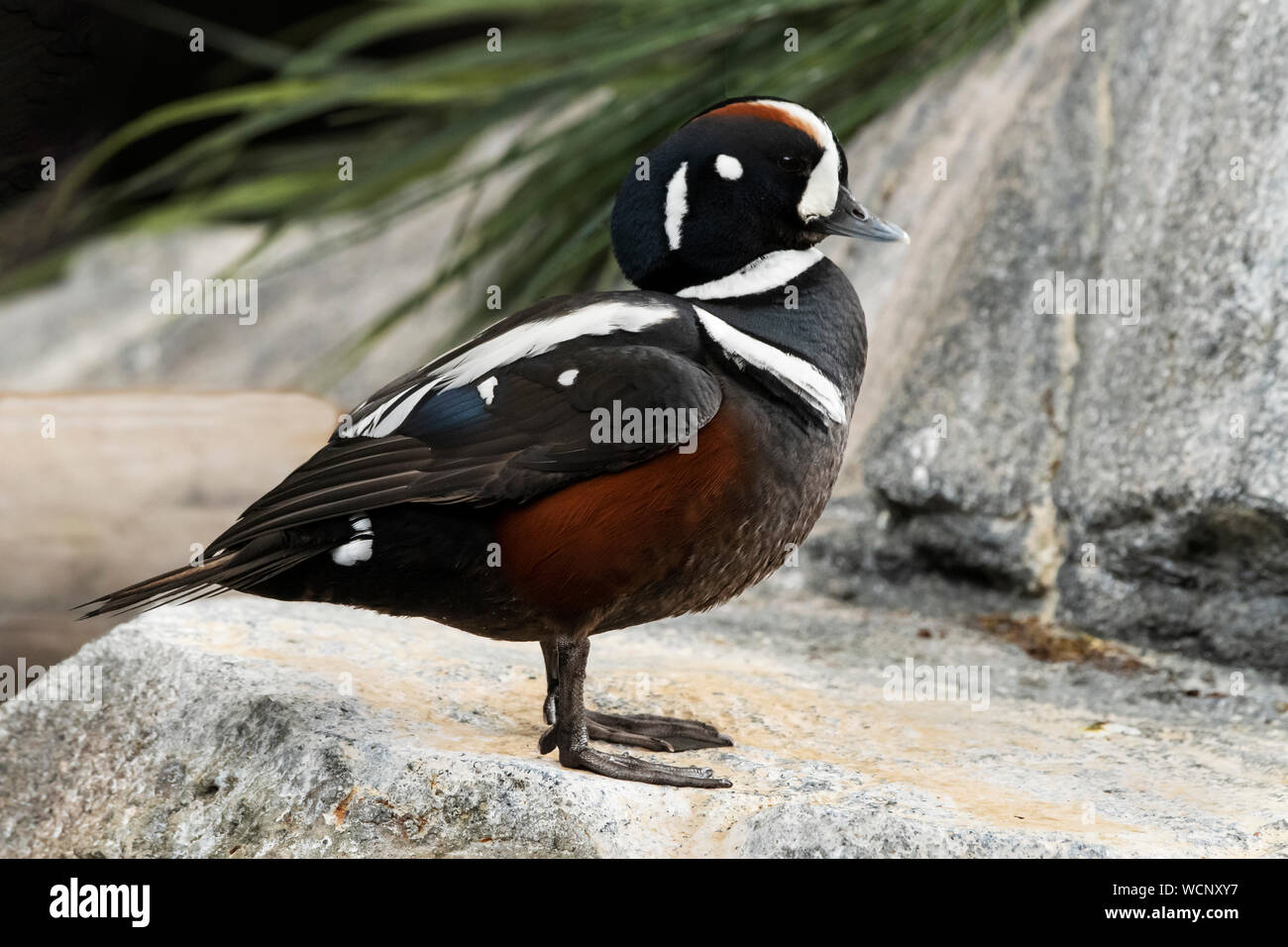 North America; United States; Alaska; Spring; Wildlife; Birds ...