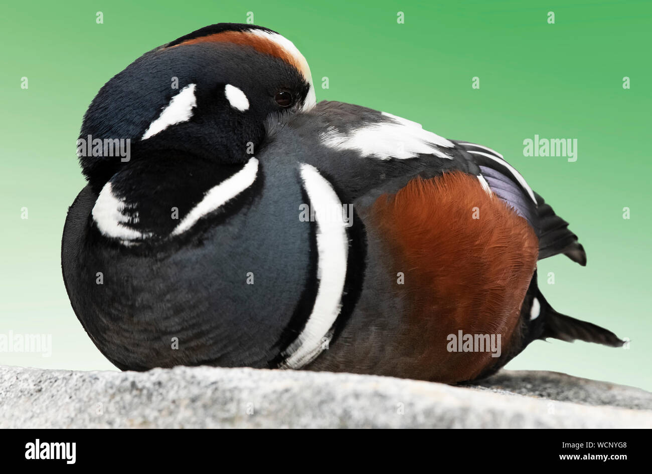 North America; United States; Alaska; Spring; Wildlife; Birds ...