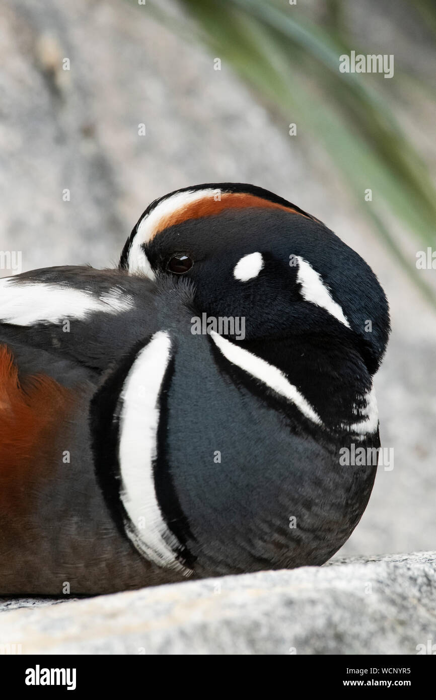 North America; United States; Alaska; Spring; Wildlife; Birds ...