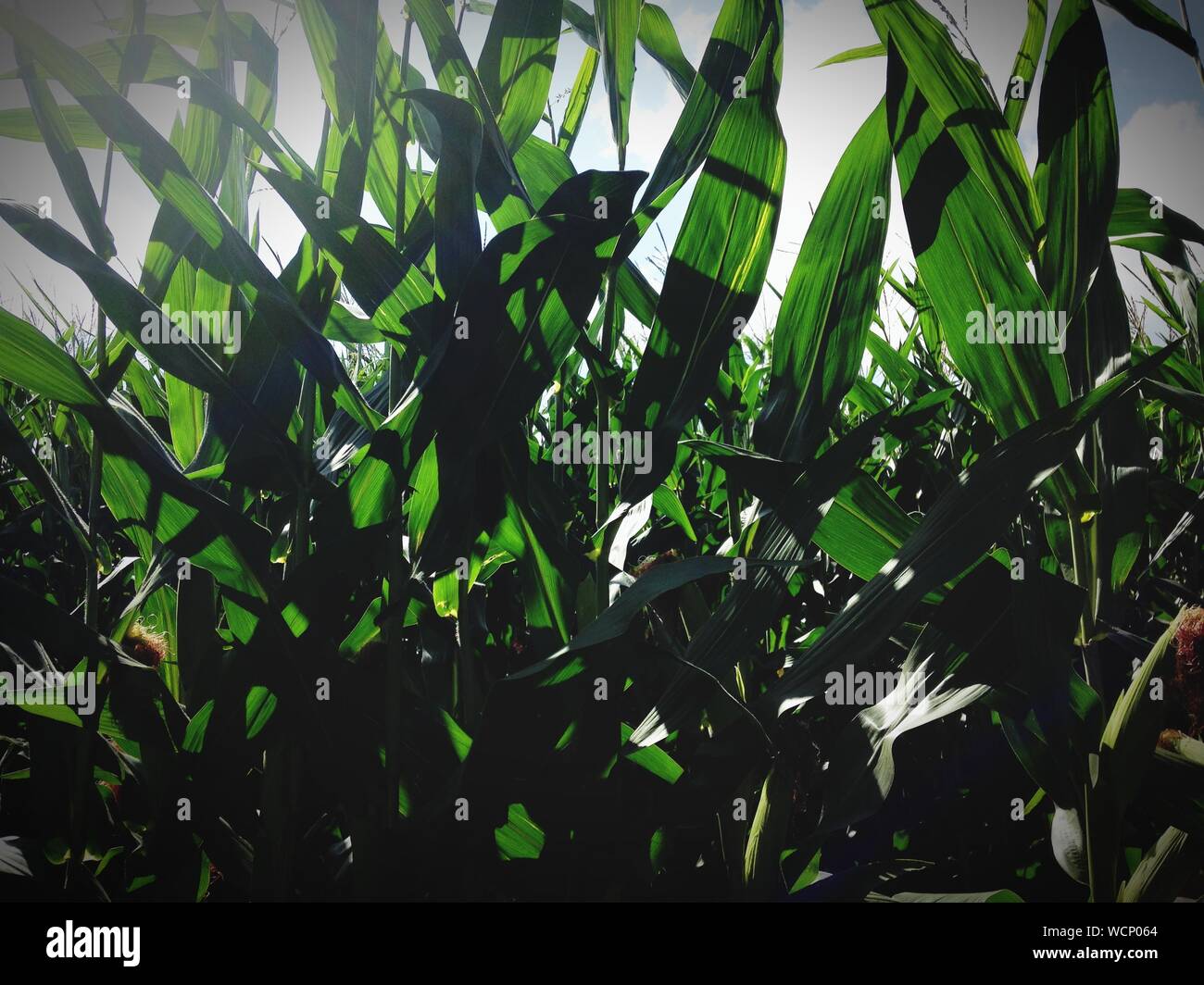 Cereal plant crop plant hi-res stock photography and images - Alamy