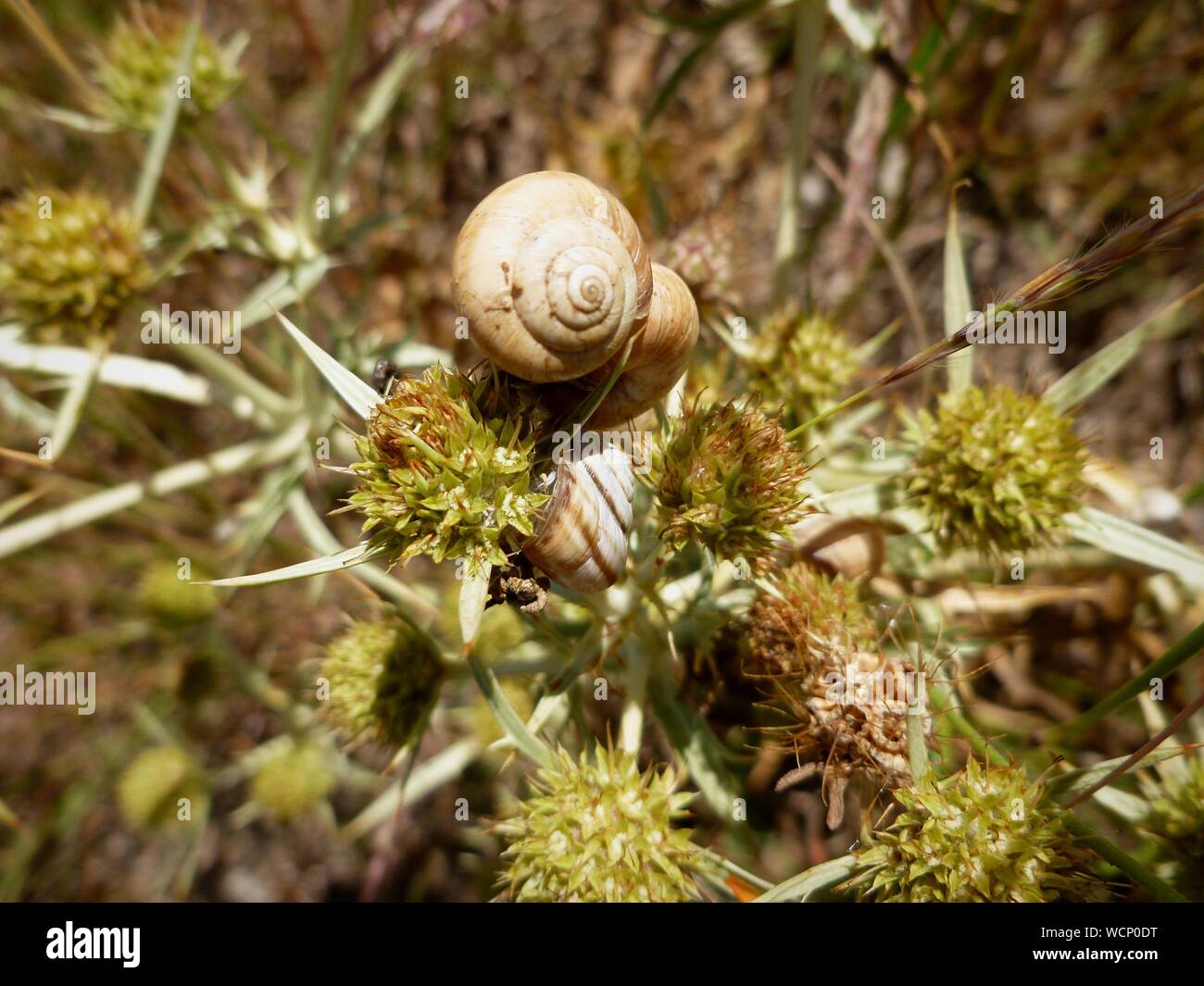 Snail mating hi-res stock photography and images - Alamy