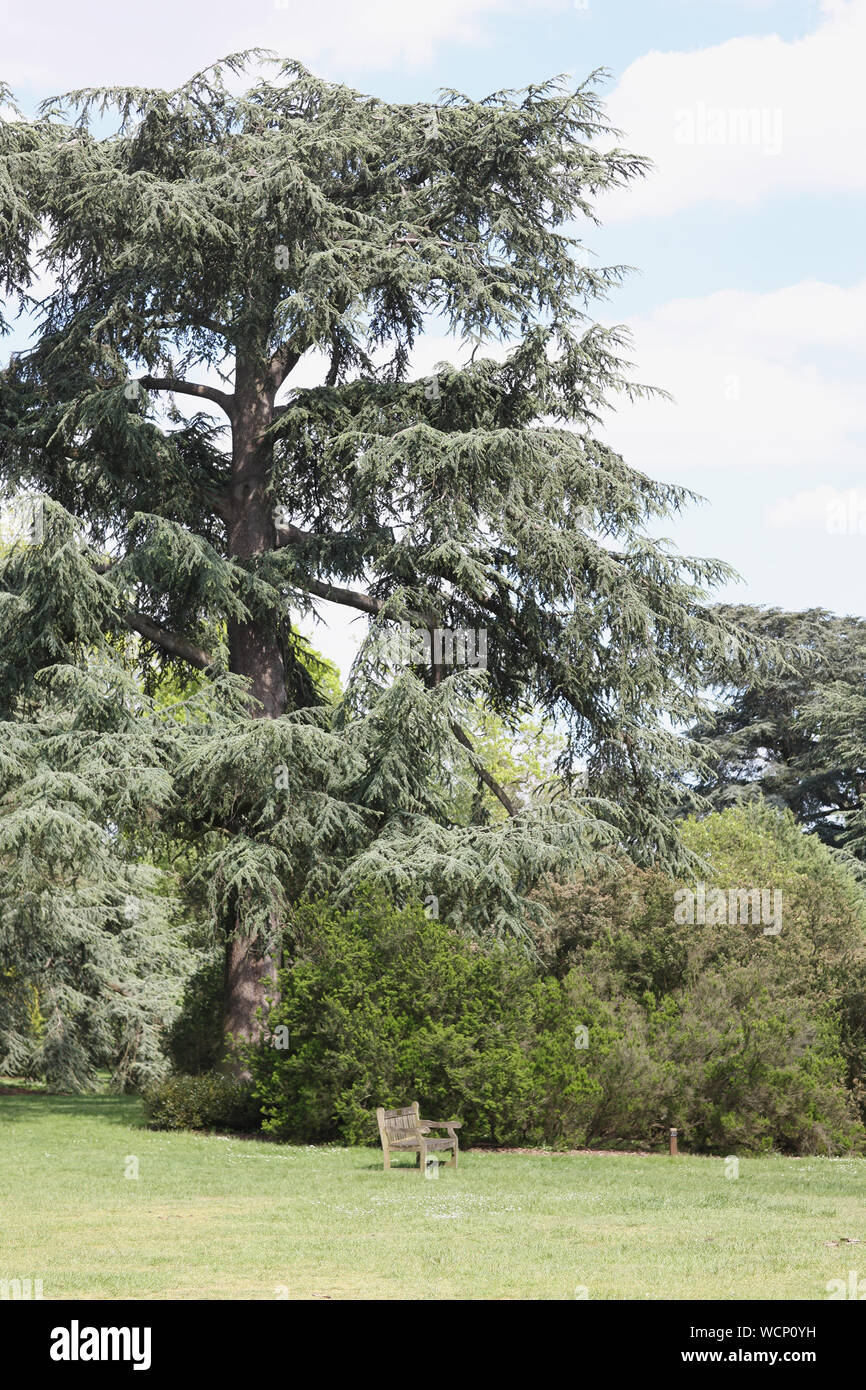 A large old coniferous tree in a park against a cloudy sky background ...