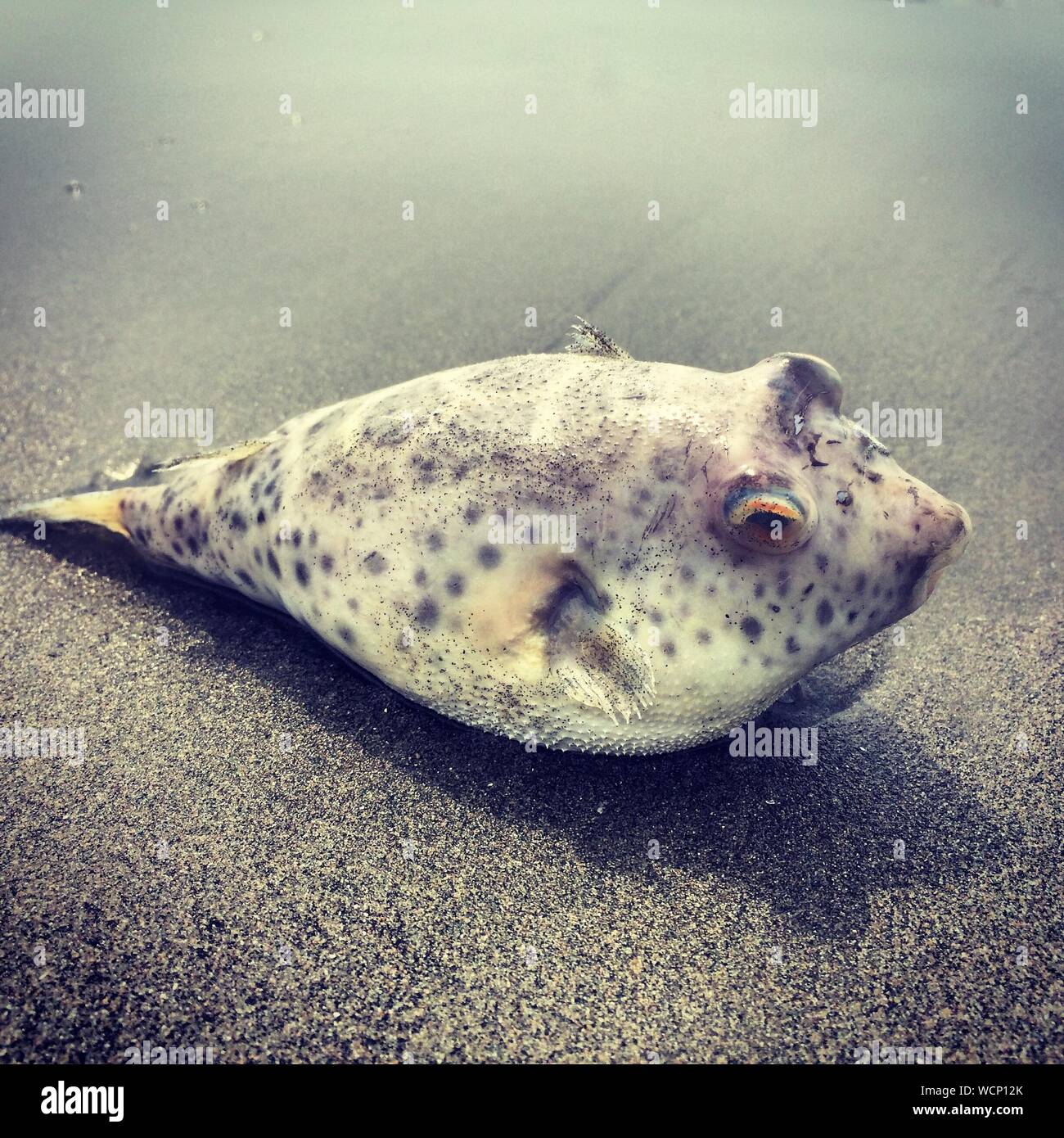 The Blowfish High Resolution Stock Photography and Images - Alamy