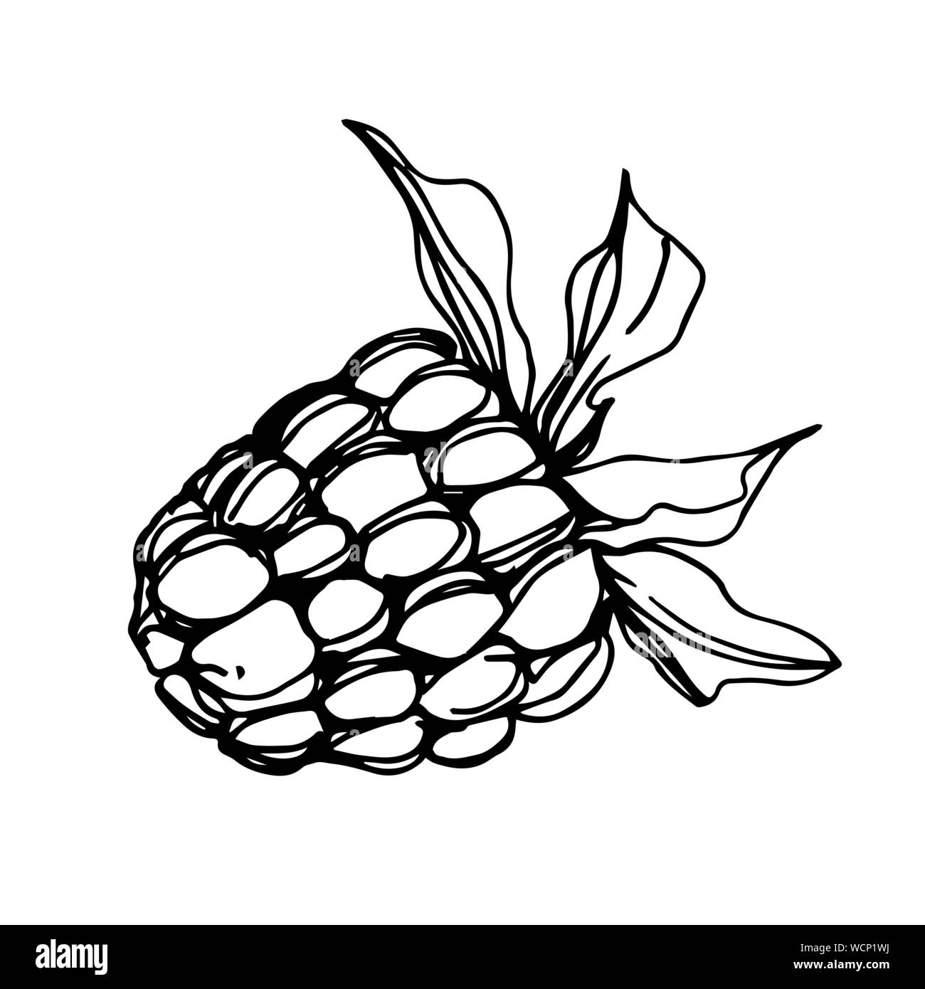 Vector Raspberry healthy food fresh berry isolated element. Black and ...