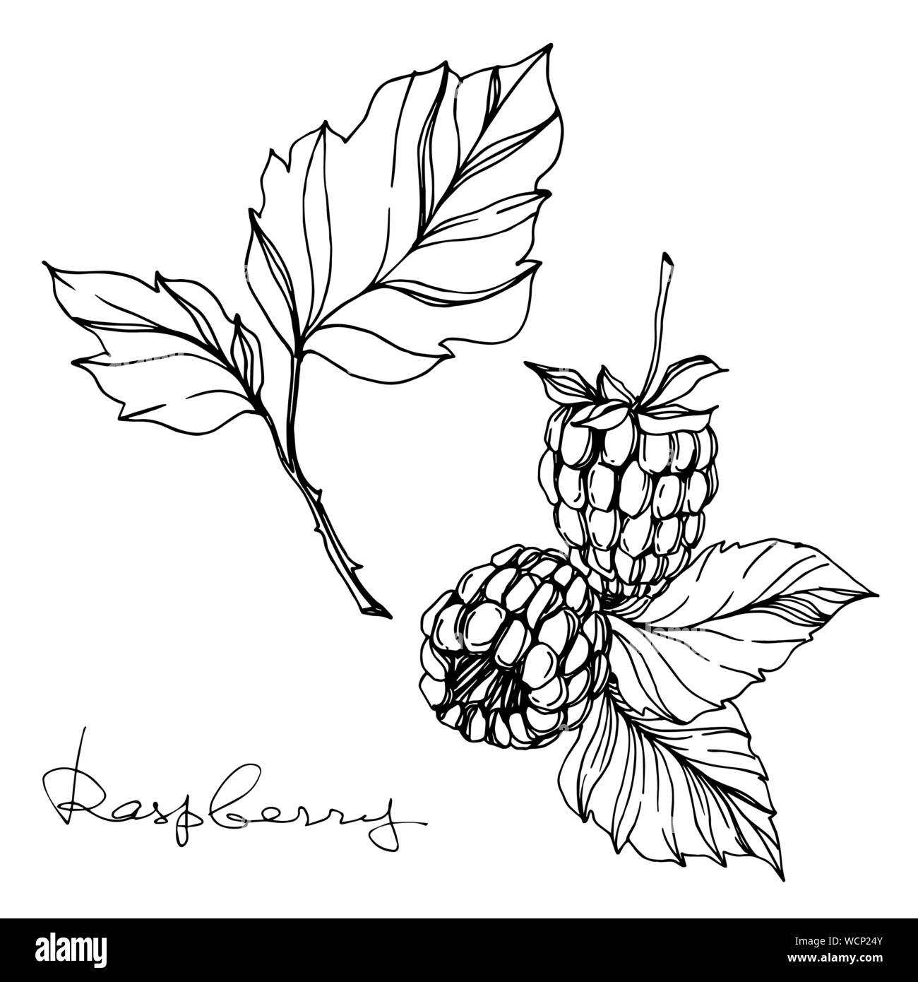 Vector Raspberry healthy food fresh berry isolated element. Black and ...