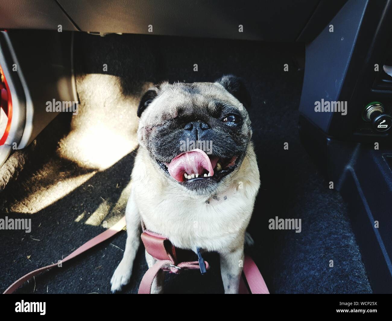 Animals winking hi-res stock photography and images - Alamy