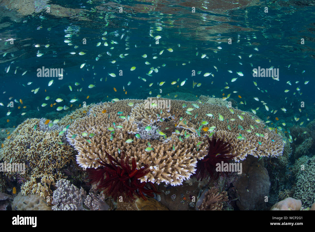 Solomon islands wildlife hi-res stock photography and images - Alamy