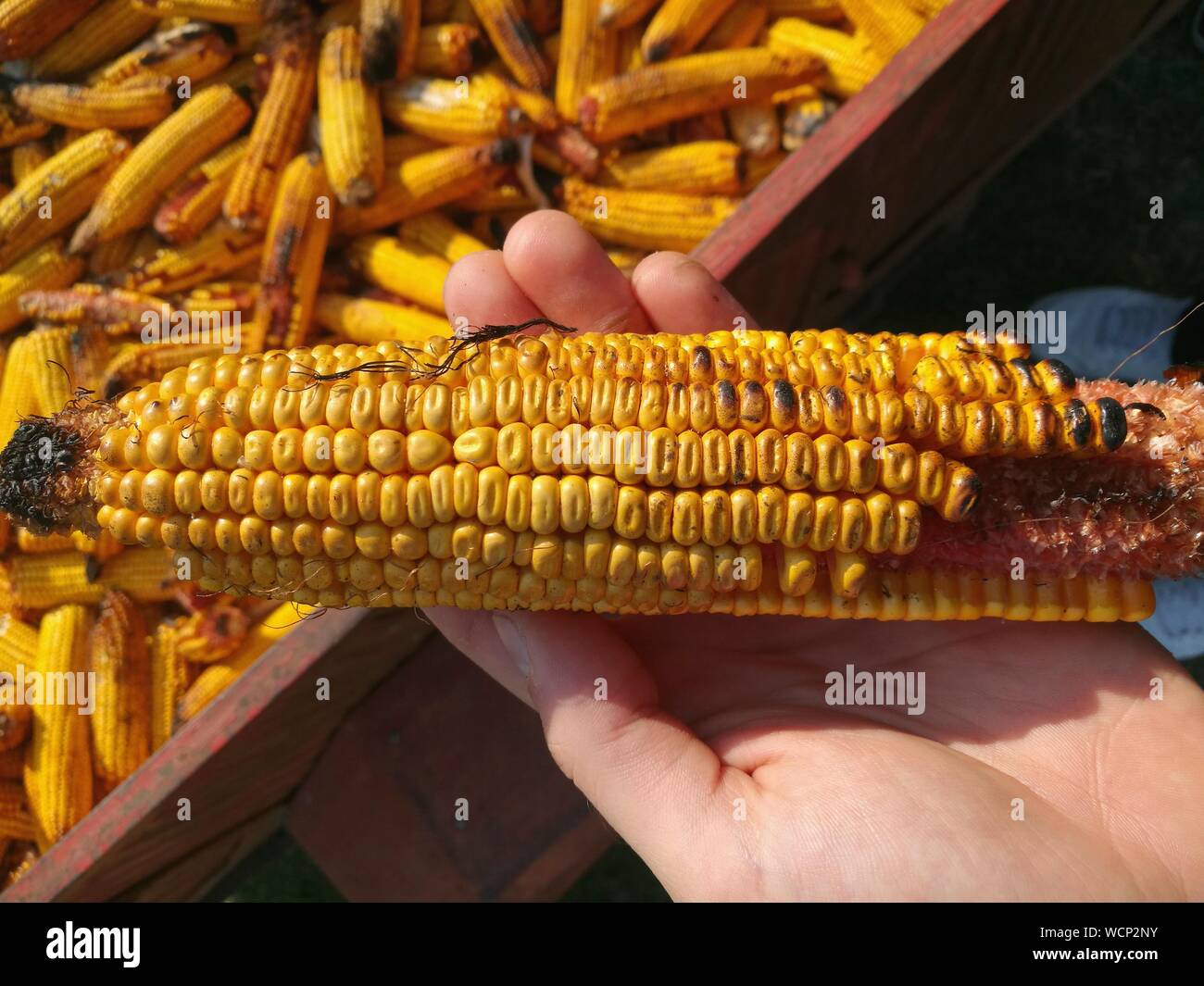 Man eating corn on the cob hi-res stock photography and images - Alamy