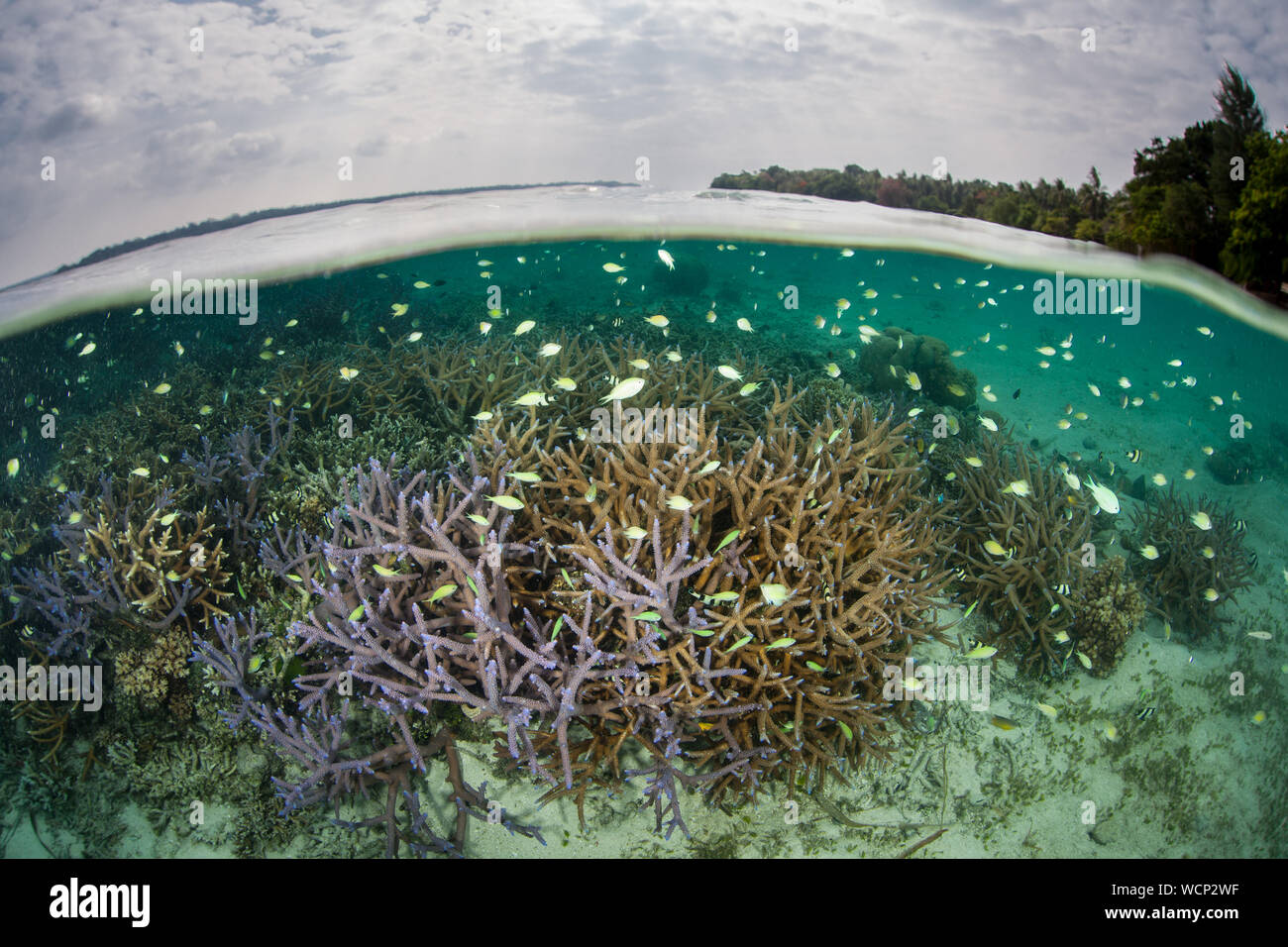 Solomon islands wildlife hi-res stock photography and images - Alamy