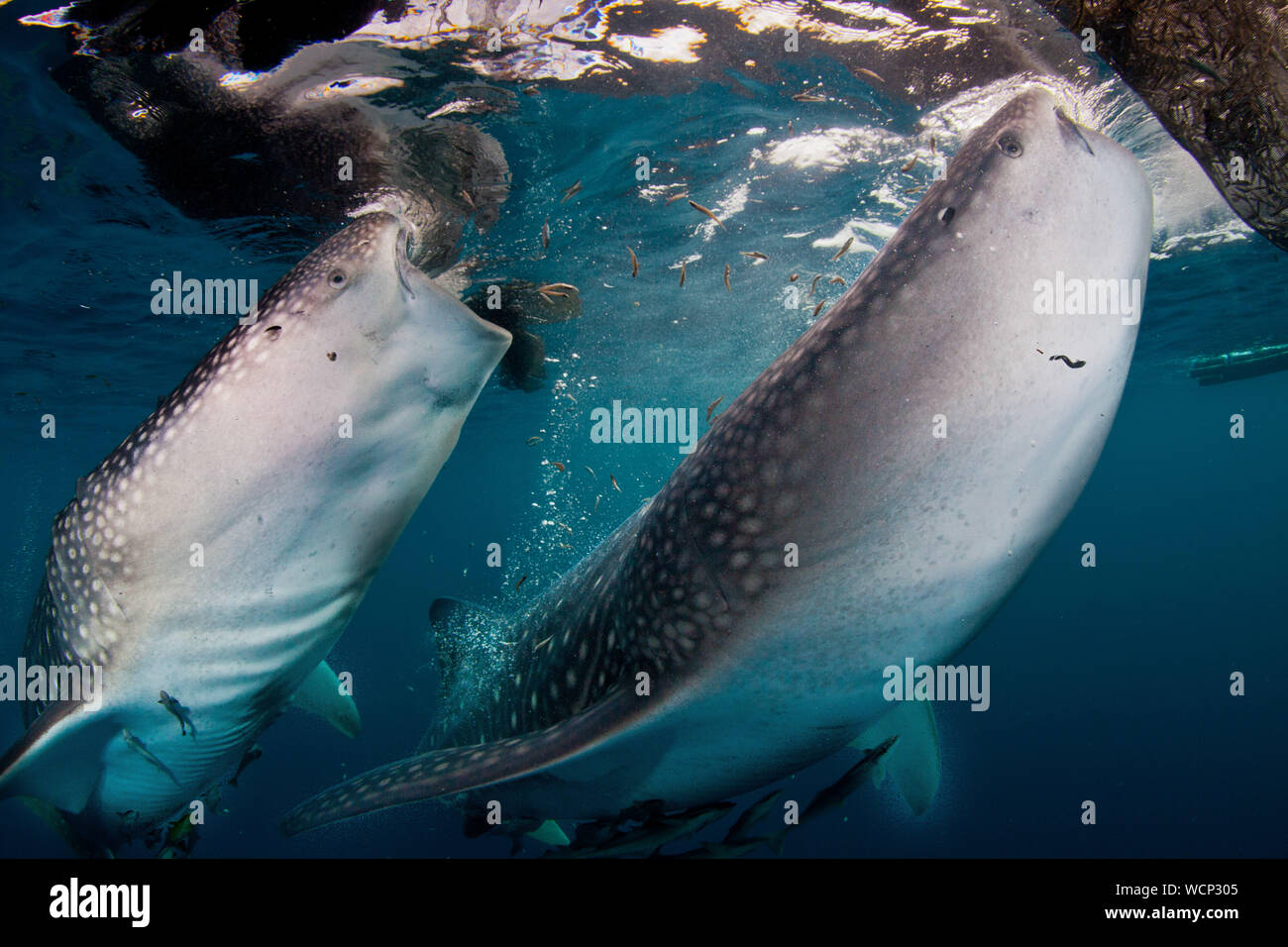 Shark eating blue whale hi-res stock photography and images - Alamy