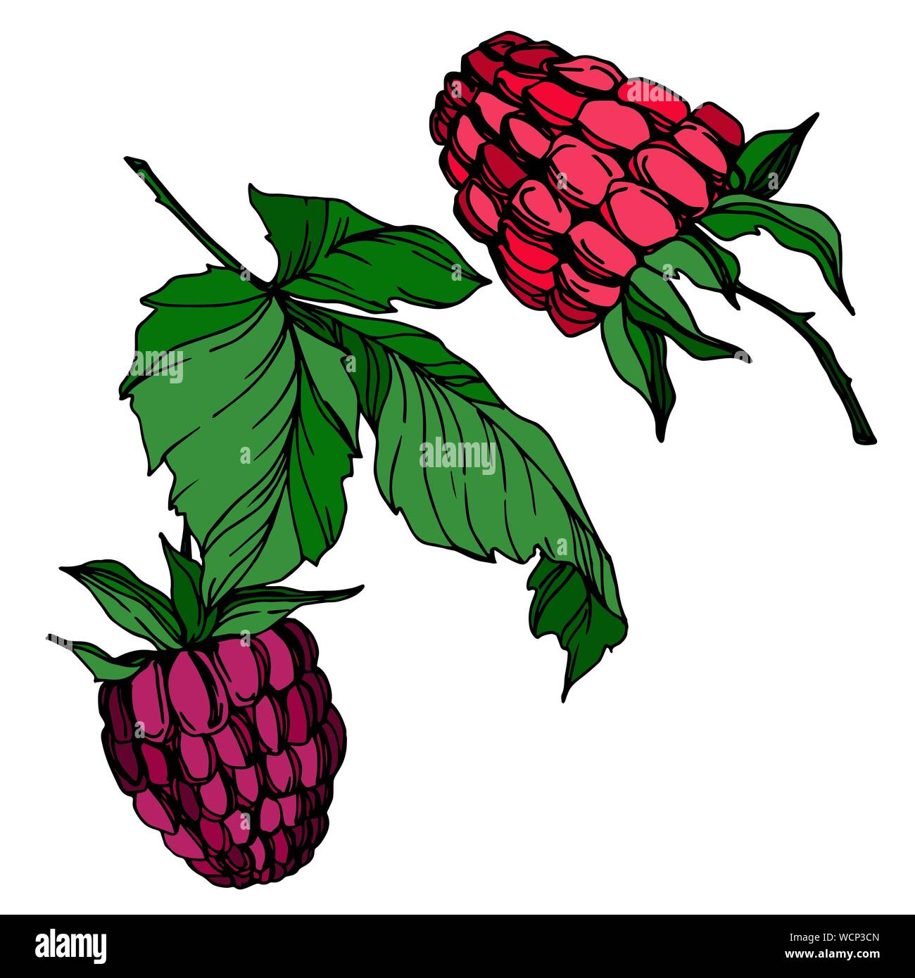 Vector Raspberry healthy food fresh berry isolated element. Black and ...