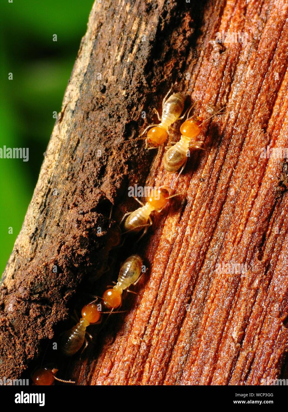 Termites tree hi-res stock photography and images - Alamy