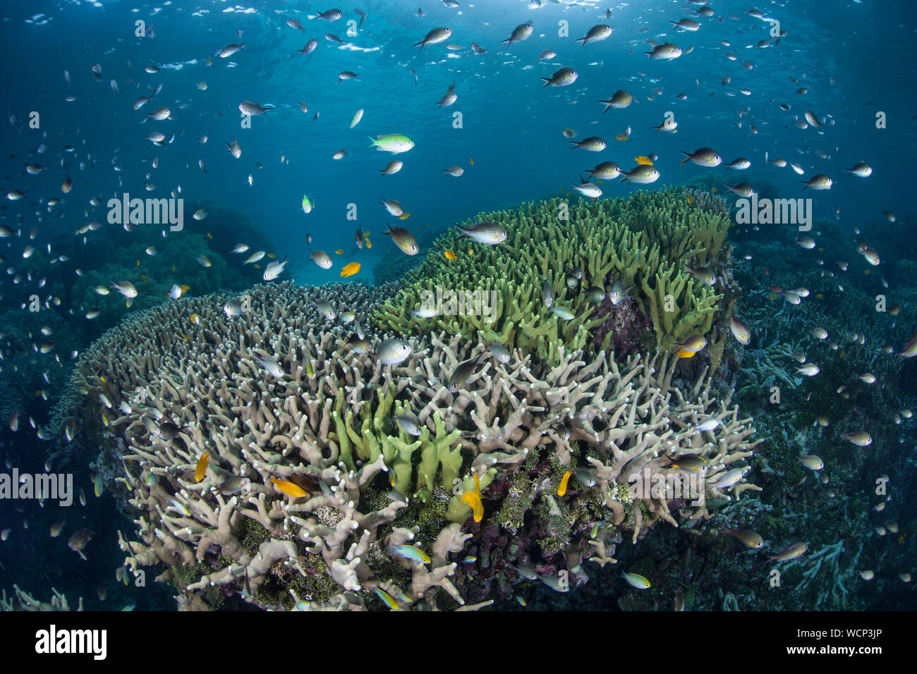 Reef fish and fragile corals thrive amid the Solomon Islands. This ...