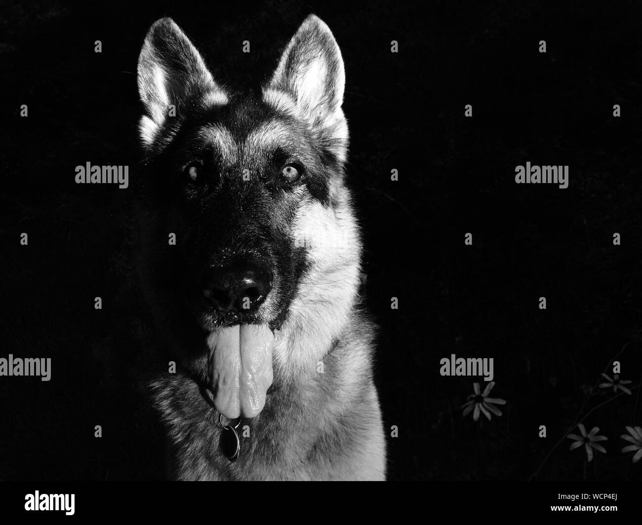 Shepherd Night High Resolution Stock Photography and Images - Alamy