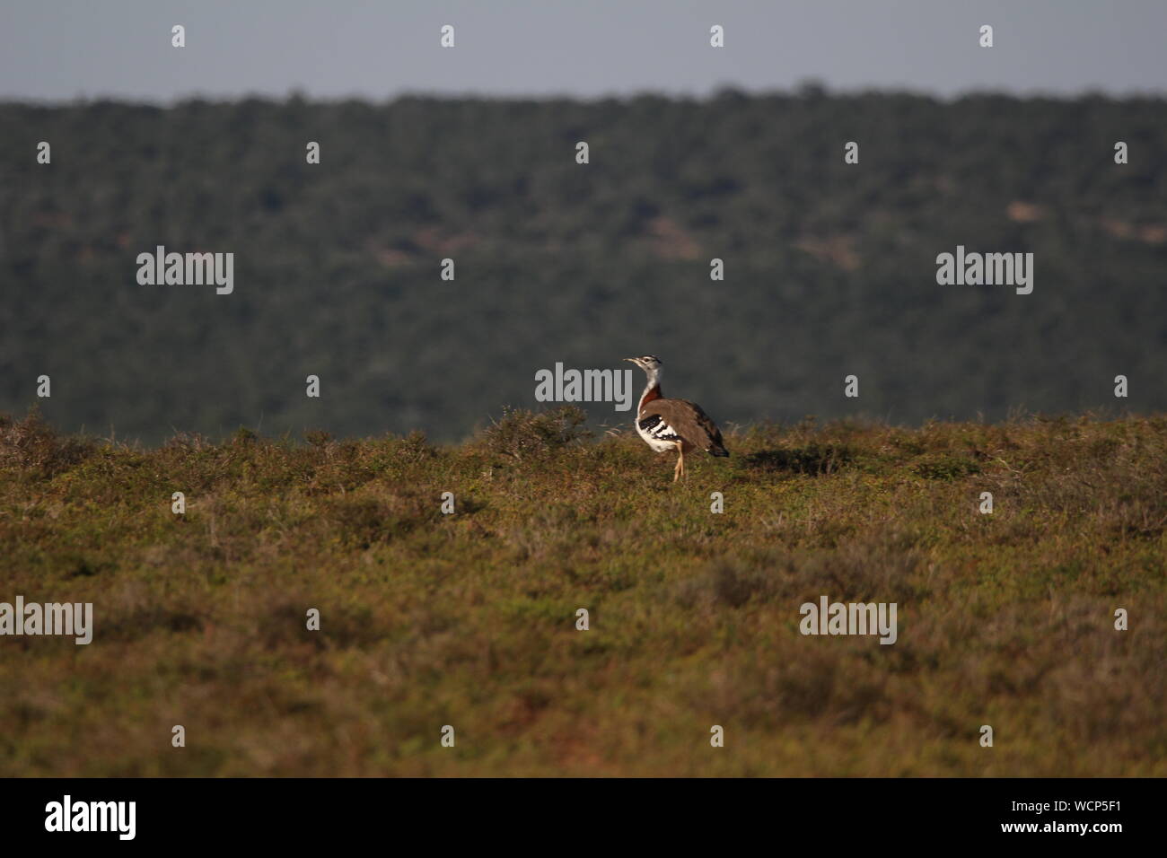 Stanley Bustard (Neotis denhami stanleyi) Addo Elephant National Park ...