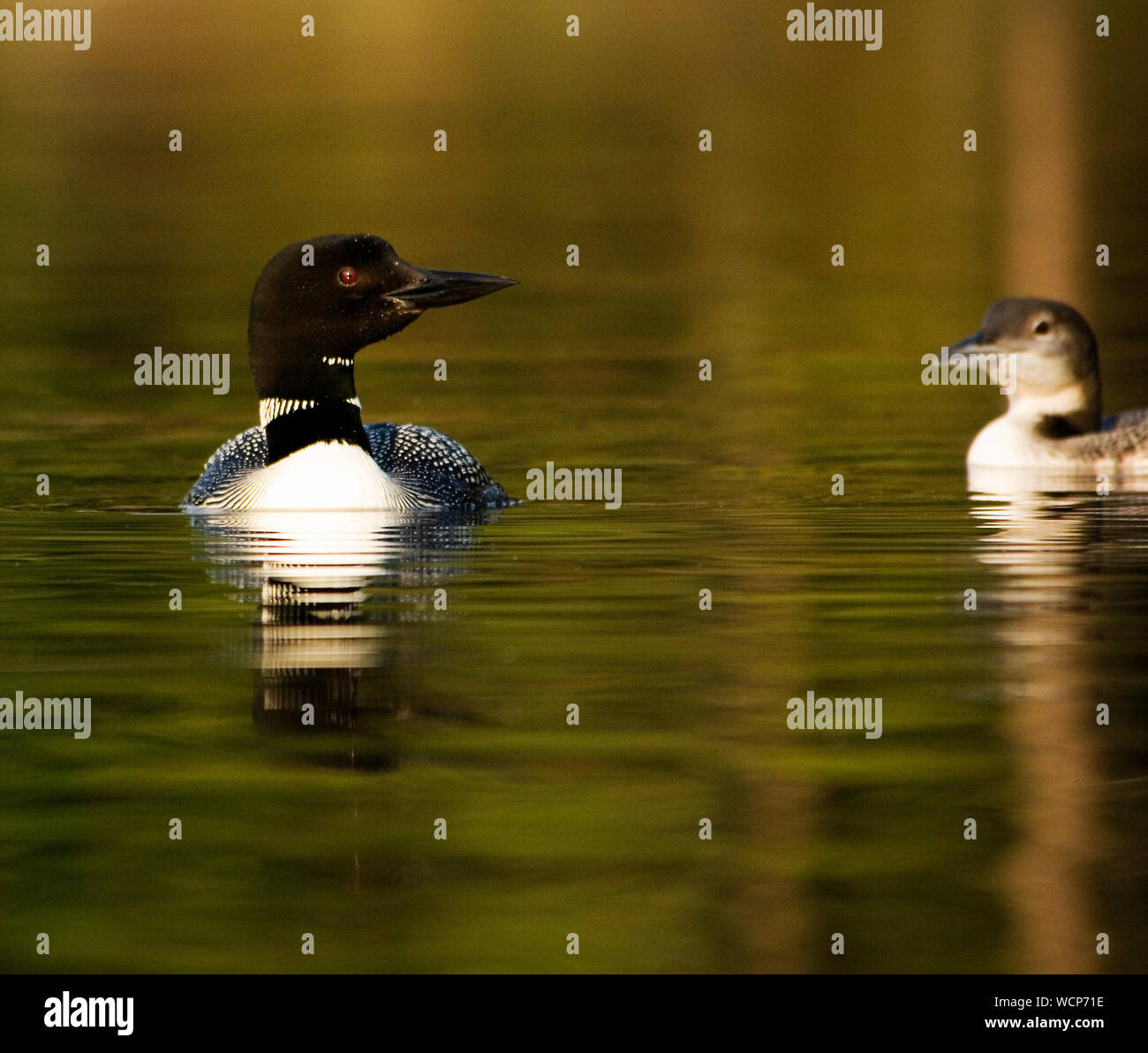 Loons hi-res stock photography and images - Alamy