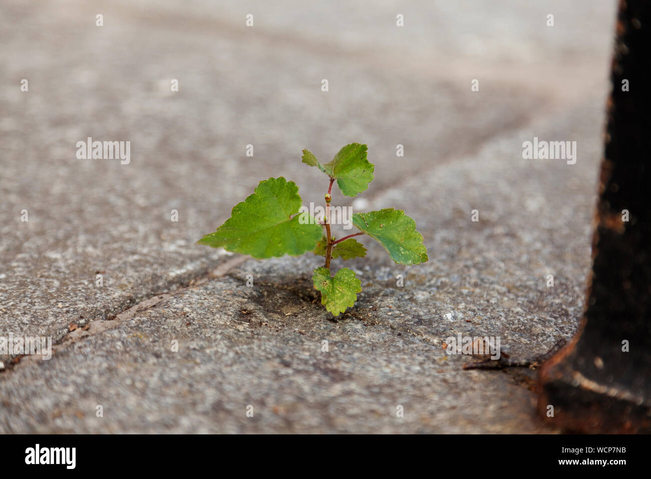 Paving plates hi-res stock photography and images - Alamy