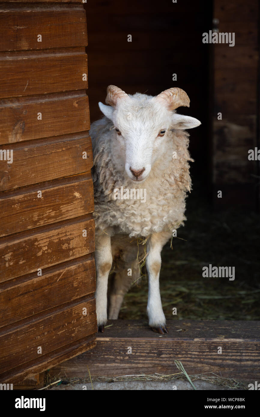 Young white sleepy male lamb is staning ia a door of sheepfold Stock ...