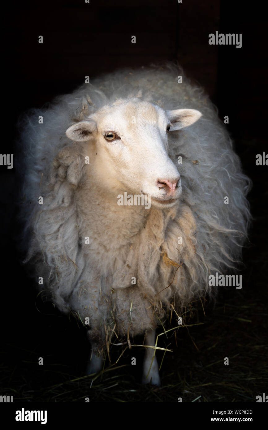 Sheep photo art hi-res stock photography and images - Alamy