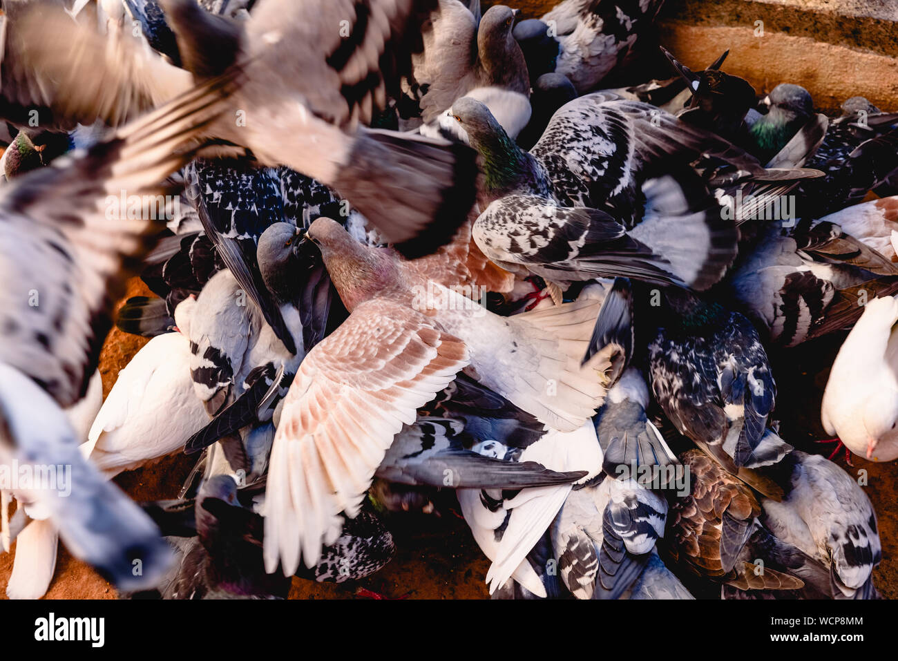 Birds Pecking The Ground High Resolution Stock Photography and Images ...