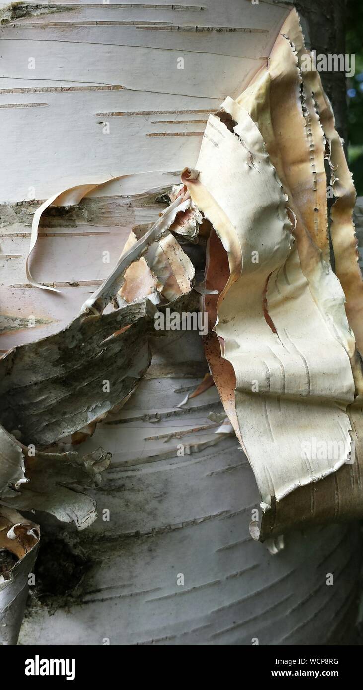 Bark peeling off trunk hi-res stock photography and images - Alamy