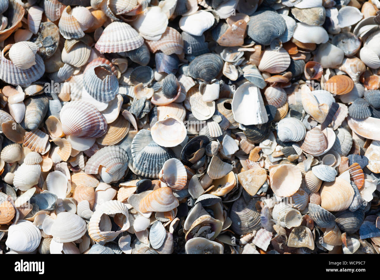 Sea shell texture hi-res stock photography and images - Alamy