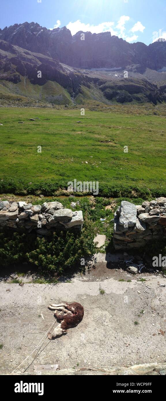 Dead Goat High Resolution Stock Photography and Images - Alamy