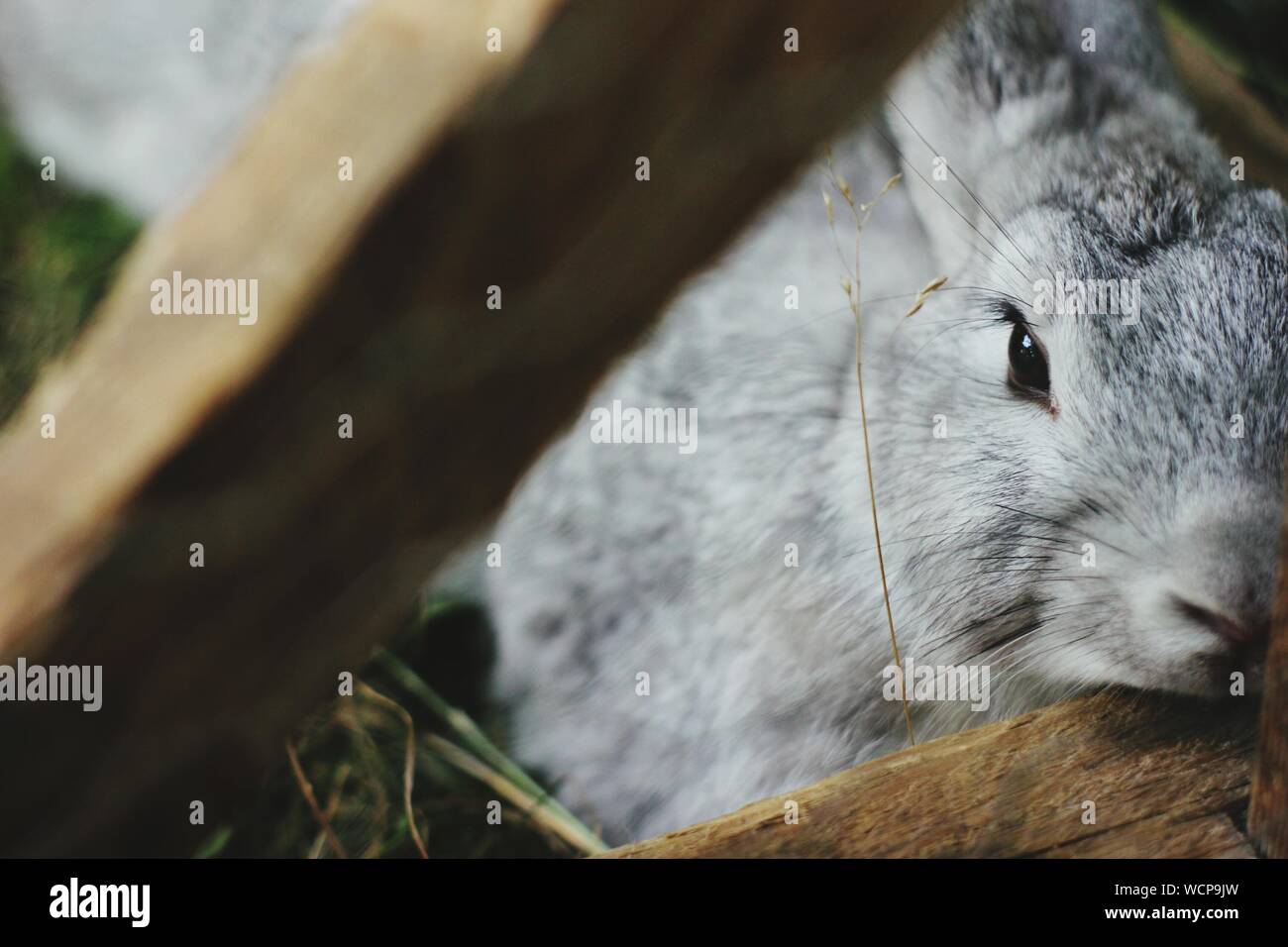 Rabbit pen hi-res stock photography and images - Alamy