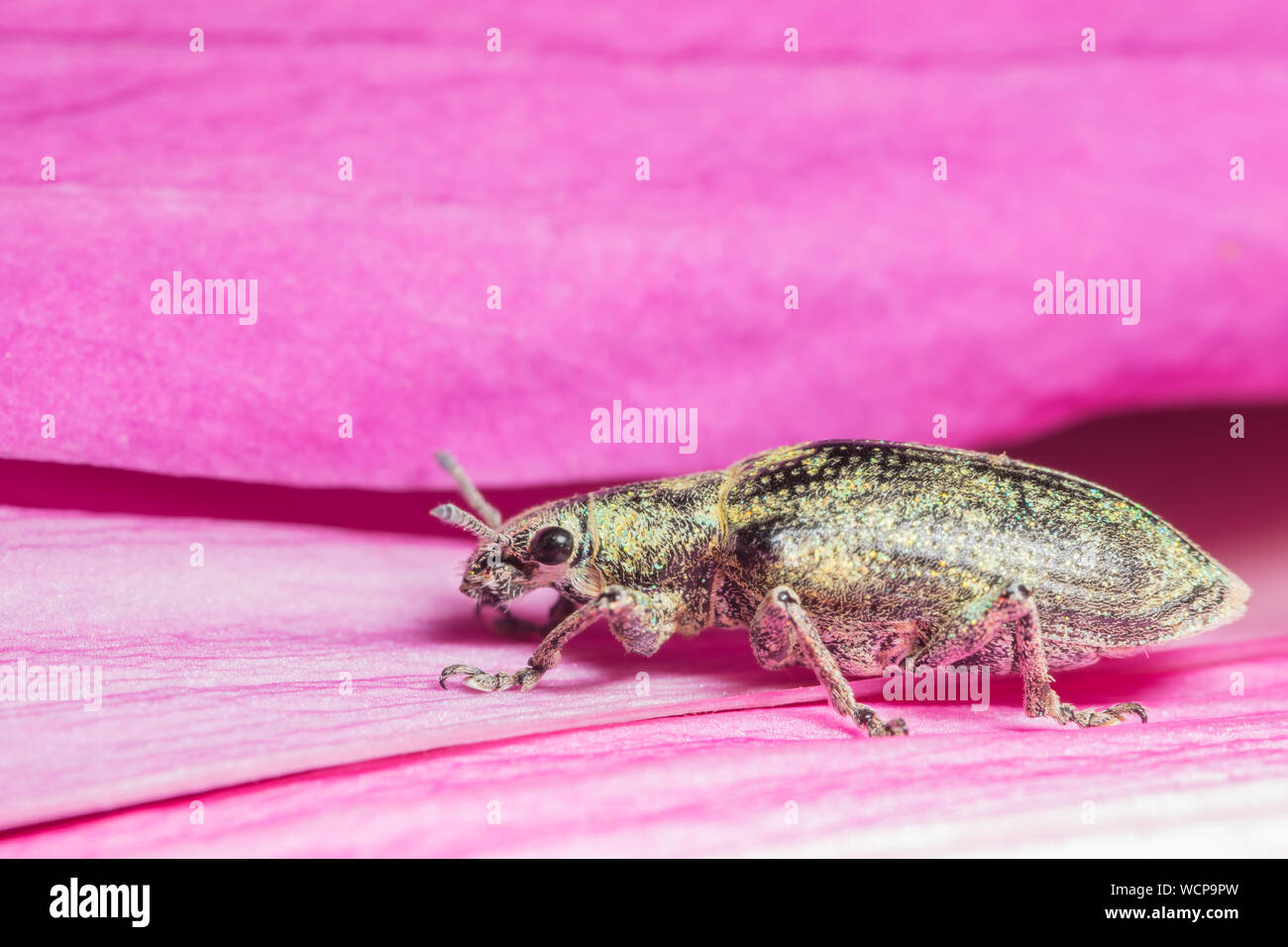 Focus on weevil hi-res stock photography and images - Alamy
