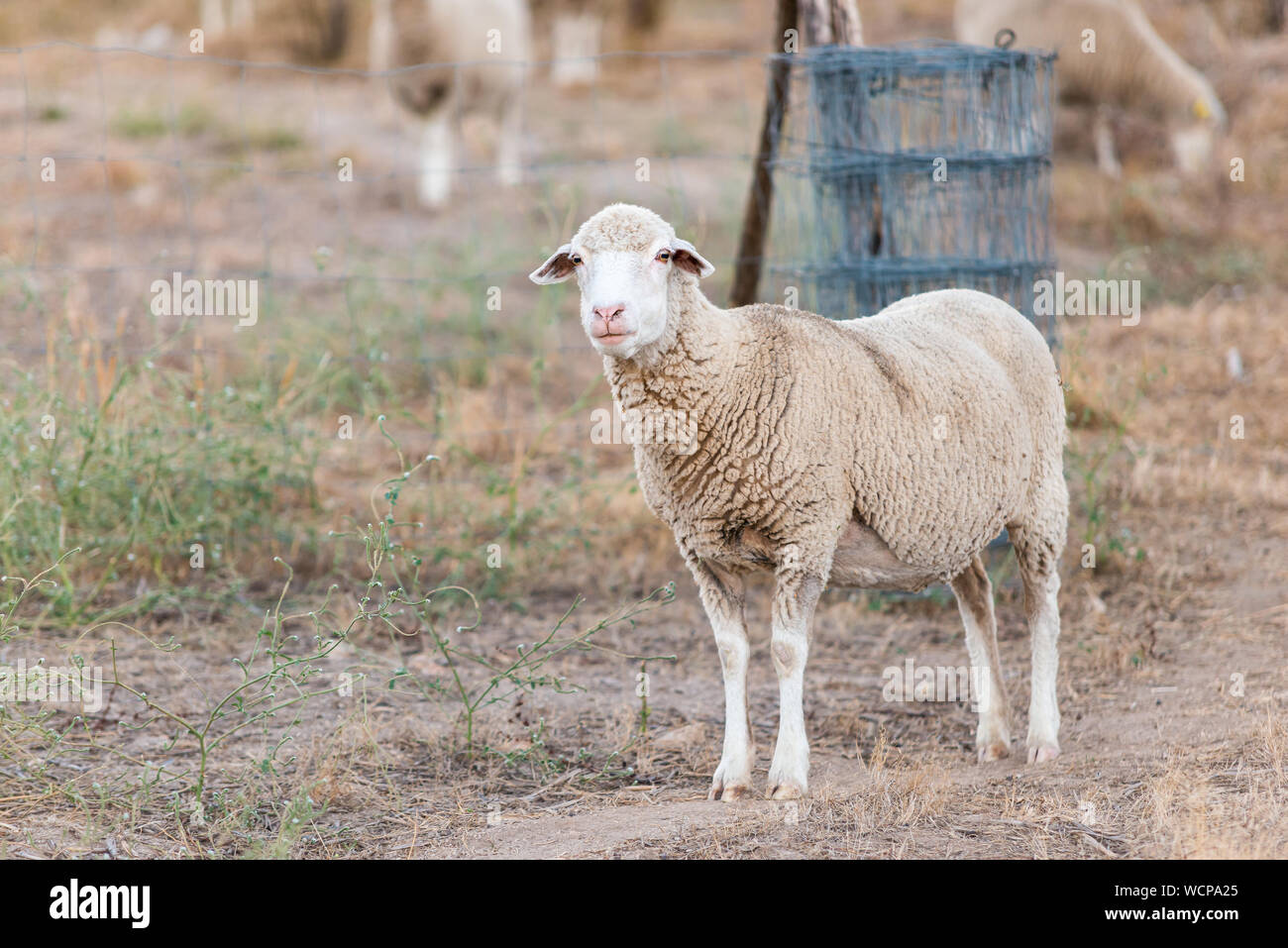 Sheep looking to camera hi-res stock photography and images - Alamy