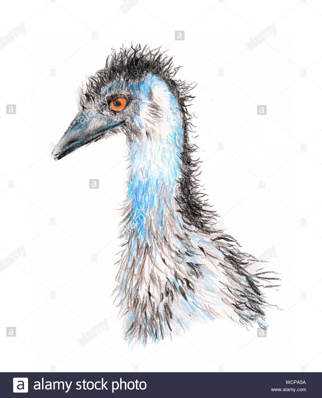 Emu Cut Out Stock Images & Pictures - Alamy