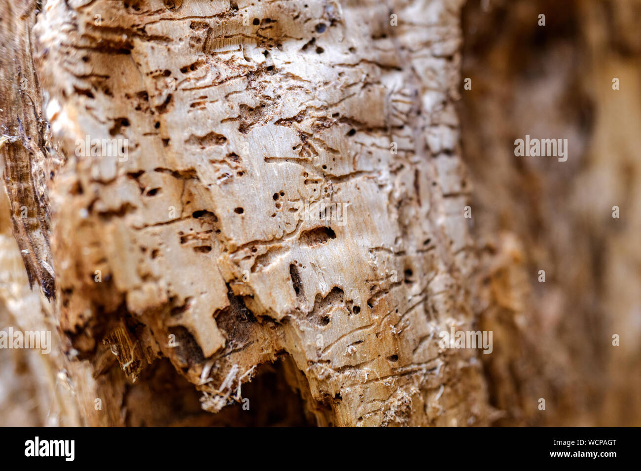 Detail of the inside of a tree trunk eaten by termites and worms Stock ...