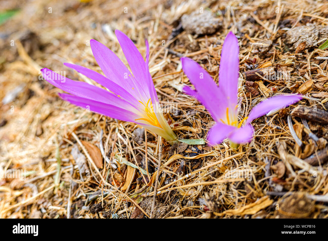 Colchicum montanum, beautiful flower that is born at the end of the ...