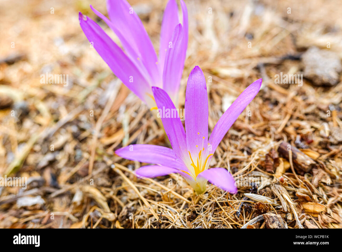 Group of beautiful lilac mountain flowers, Colchicum montanum, blooming ...