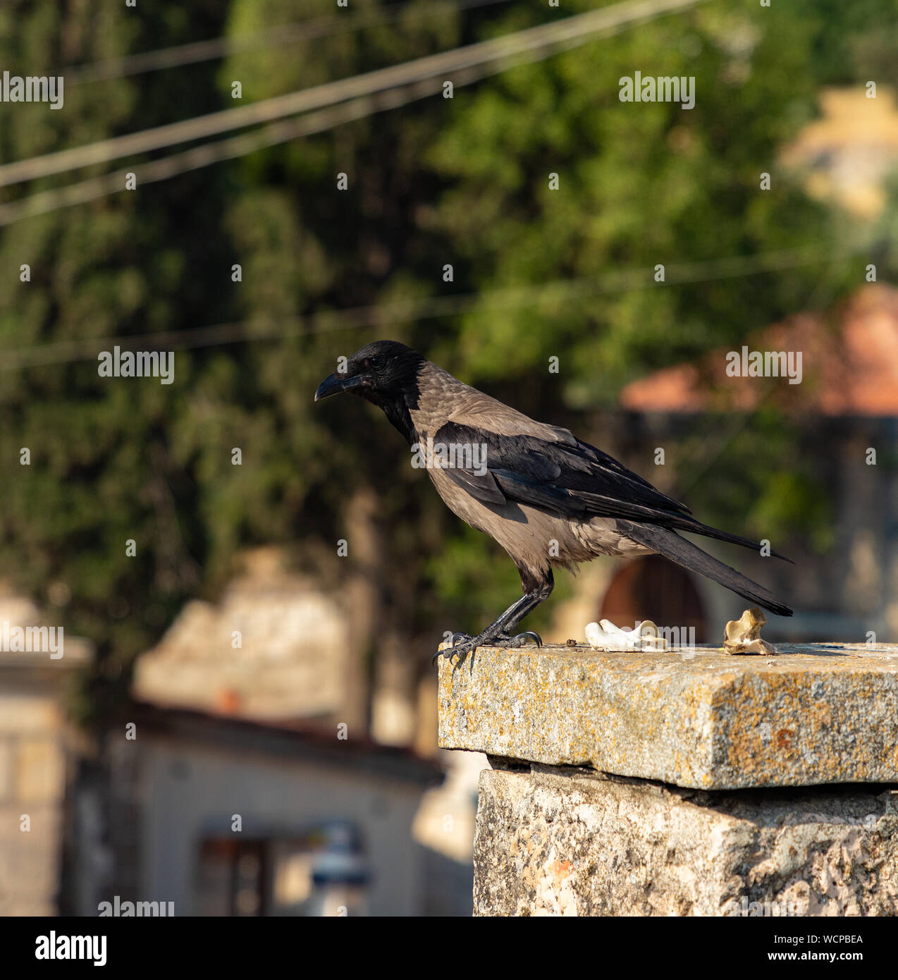 A picture of a Hooded Crow taken in Jerusalem Stock Photo - Alamy