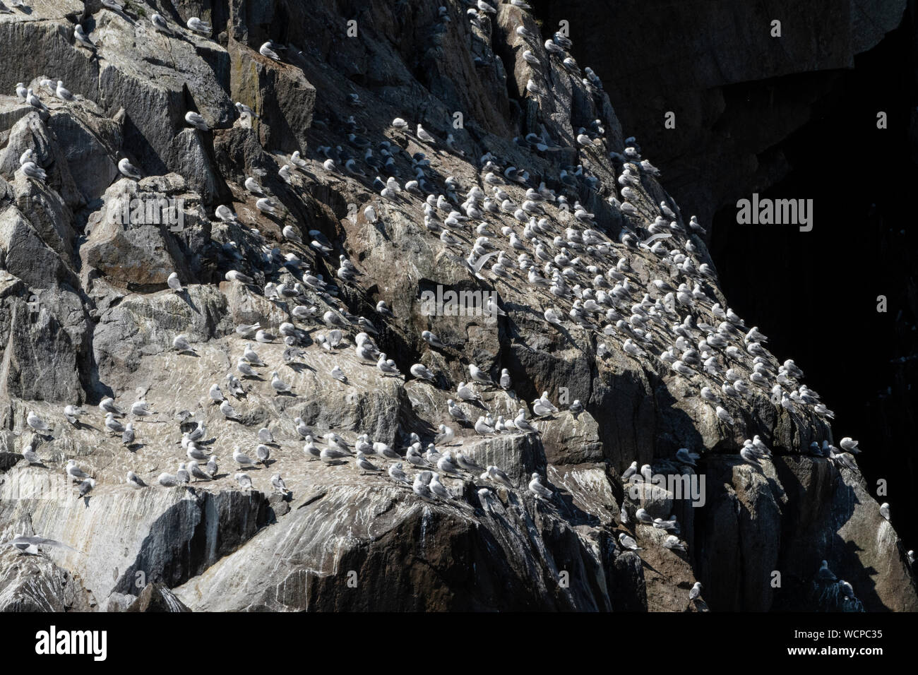 North America; United States; Alaska; Chiswell Islands; Wildlife; Birds ...