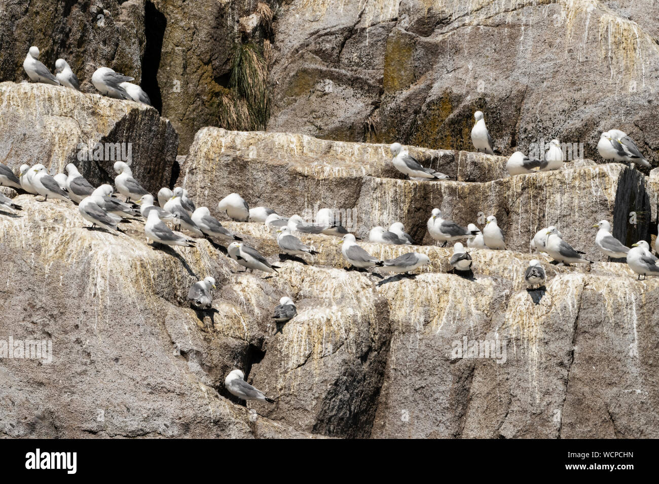 North America; United States; Alaska; Chiswell Islands; Wildlife; Birds ...