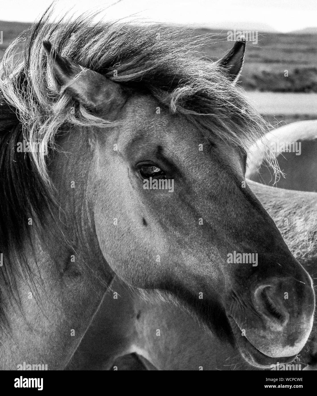 Grey black icelandic horse Black and White Stock Photos & Images - Alamy