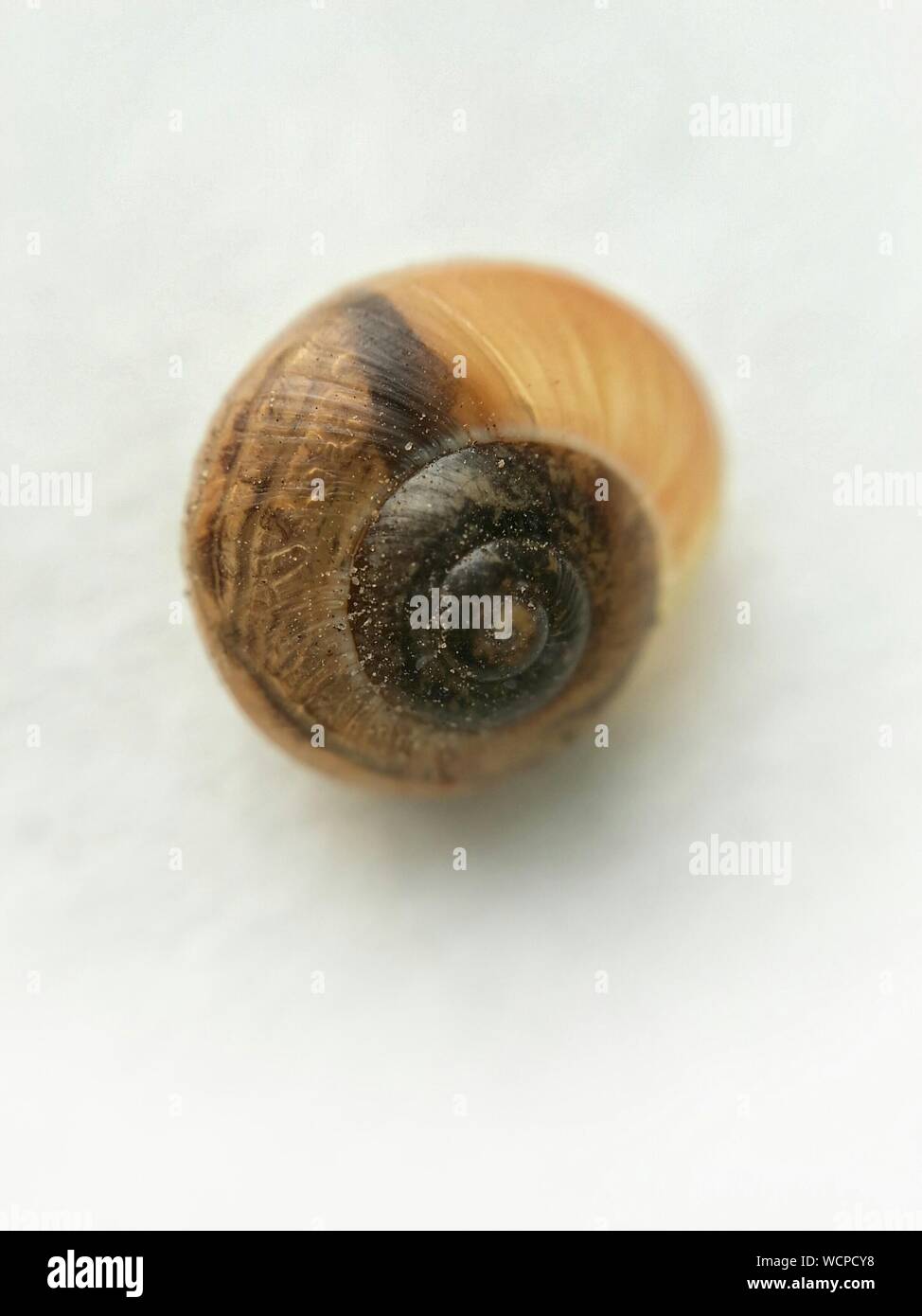 Brown spiral shell hi-res stock photography and images - Alamy