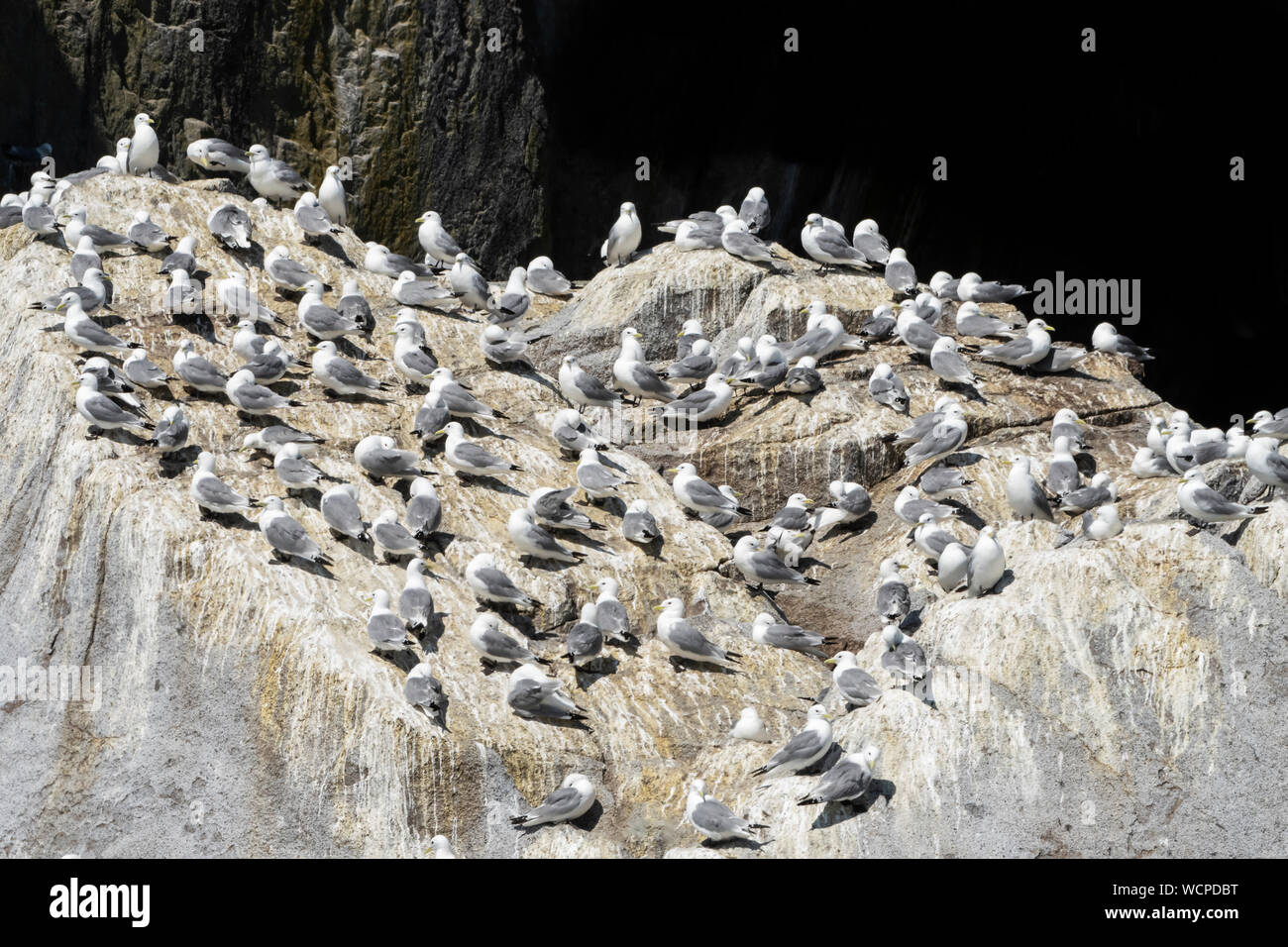 North America; United States; Alaska; Chiswell Islands; Wildlife; Birds ...