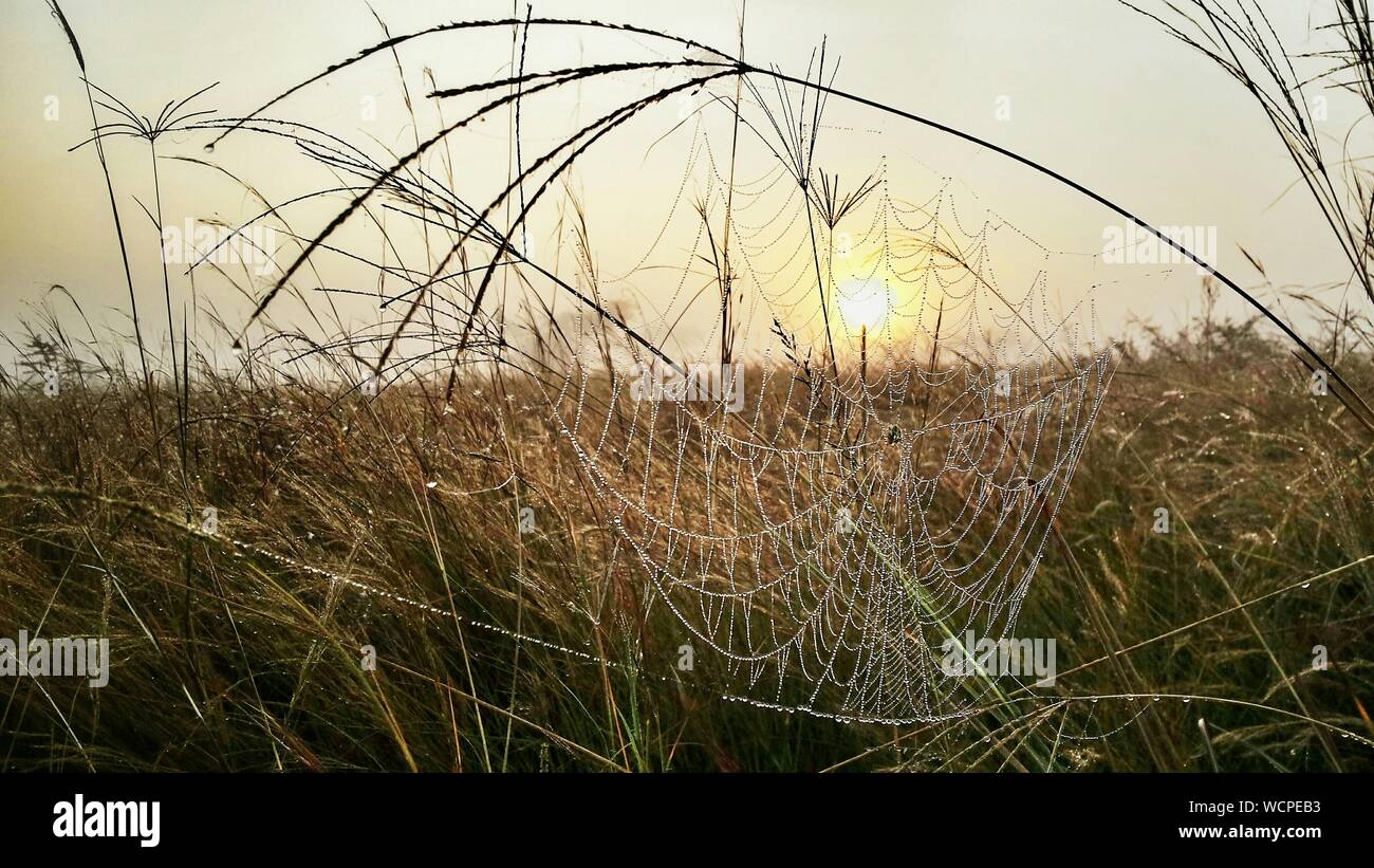 Field spider web hi-res stock photography and images - Alamy