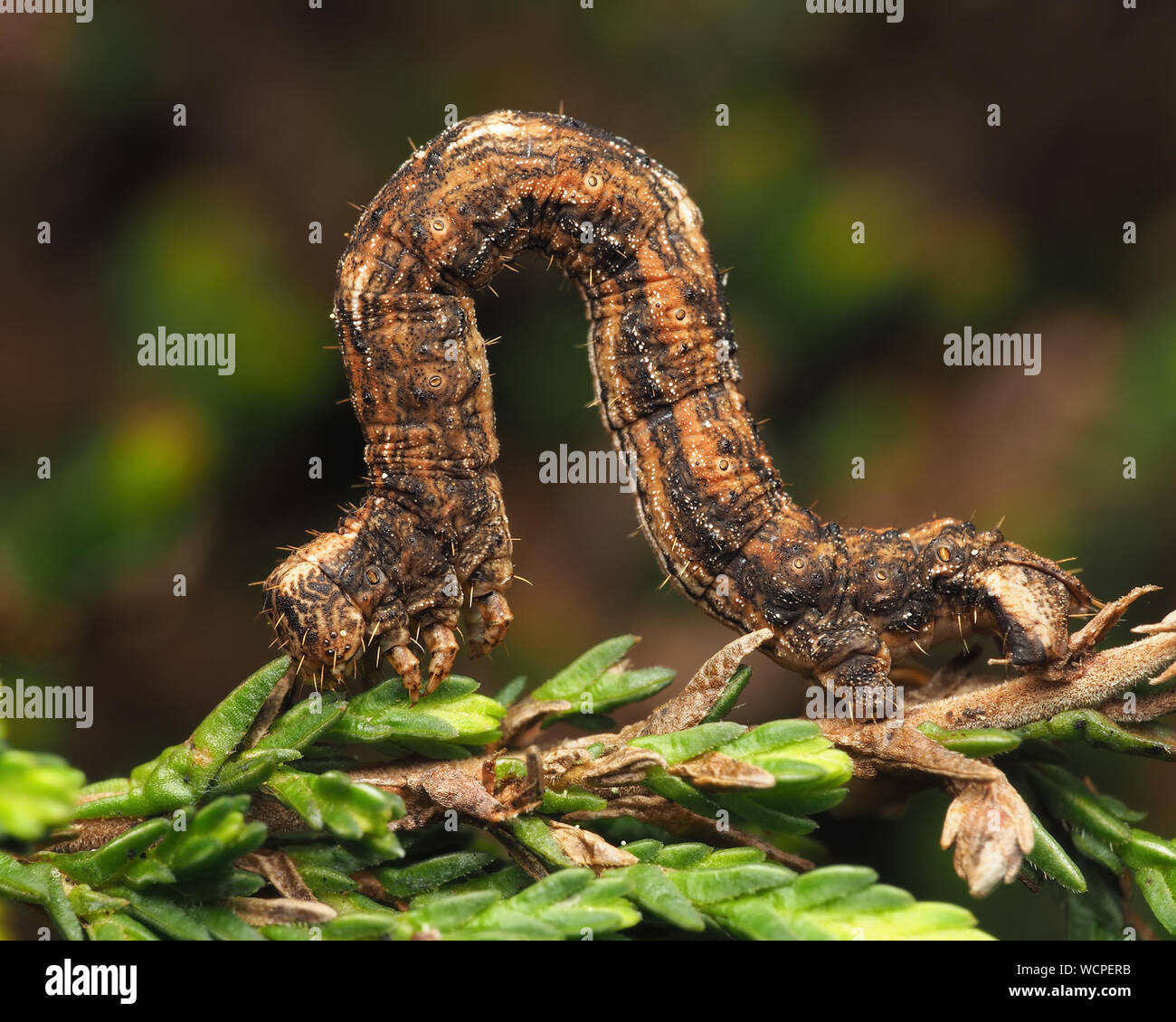 Mottled Beauty moth caterpillar (Alcis repandata) feeding on heather ...
