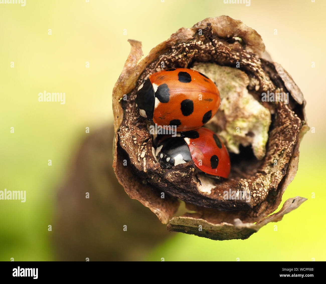Ladybirds branch hi-res stock photography and images - Alamy