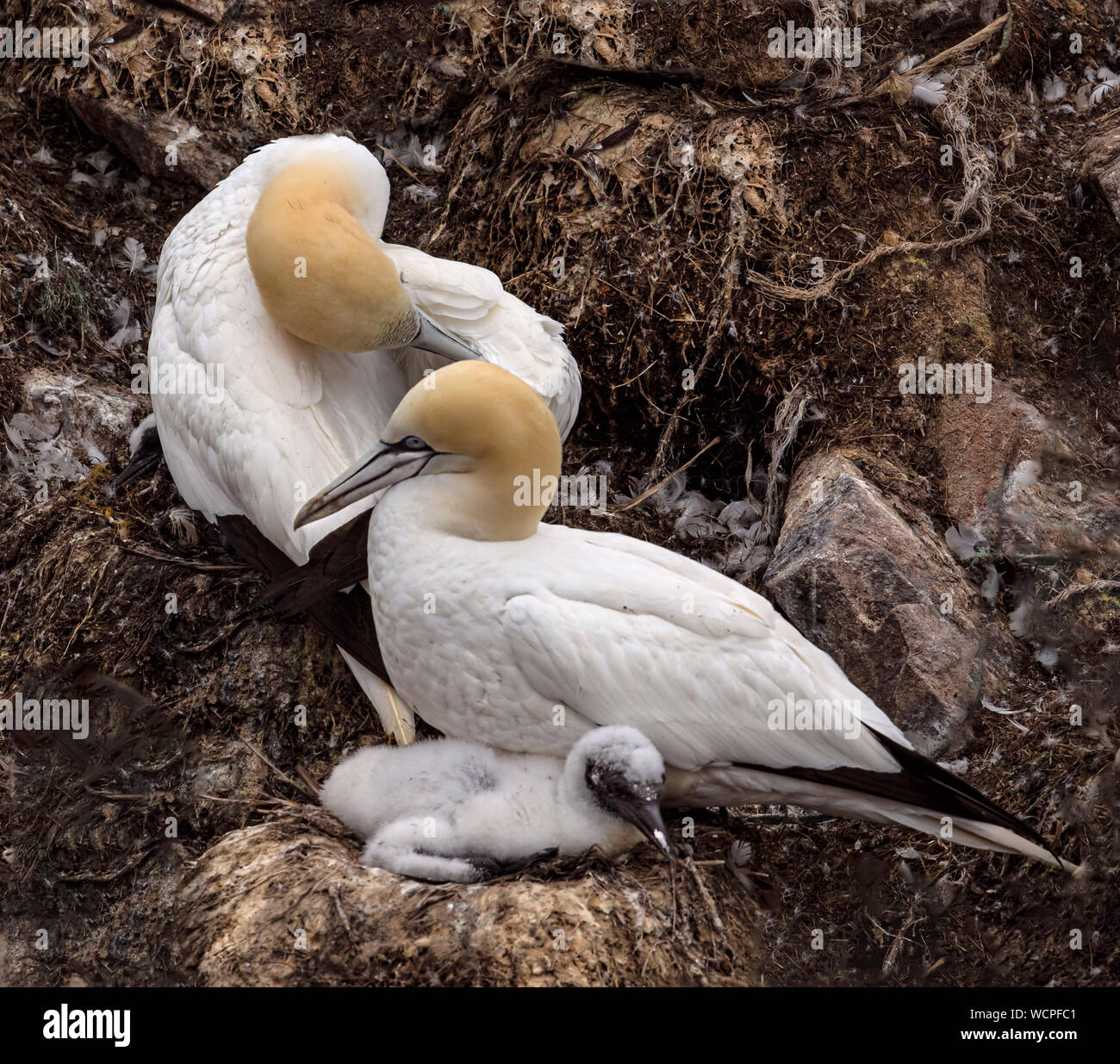 Black heads and necks hi-res stock photography and images - Alamy