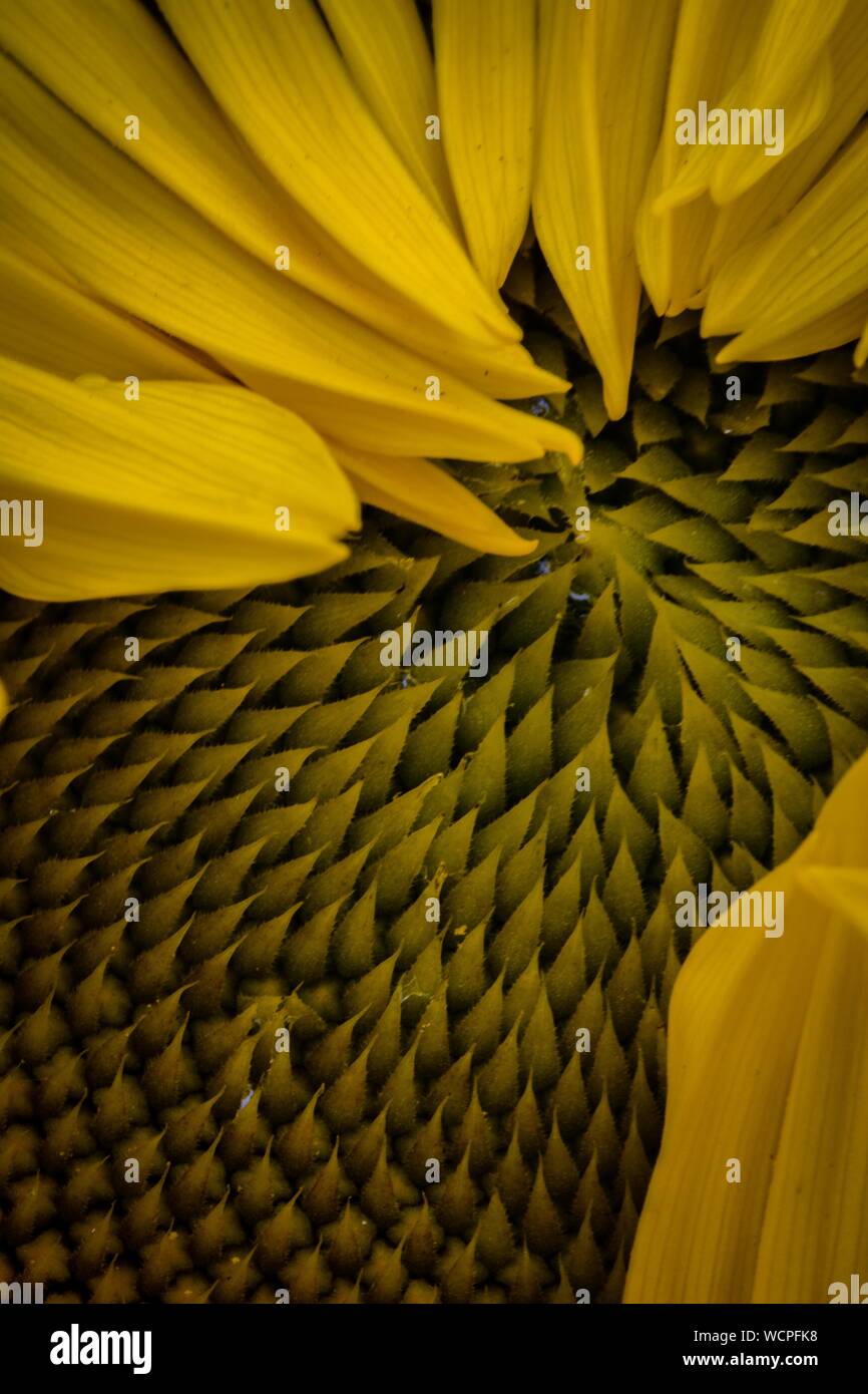 Close sunflower hi-res stock photography and images - Alamy