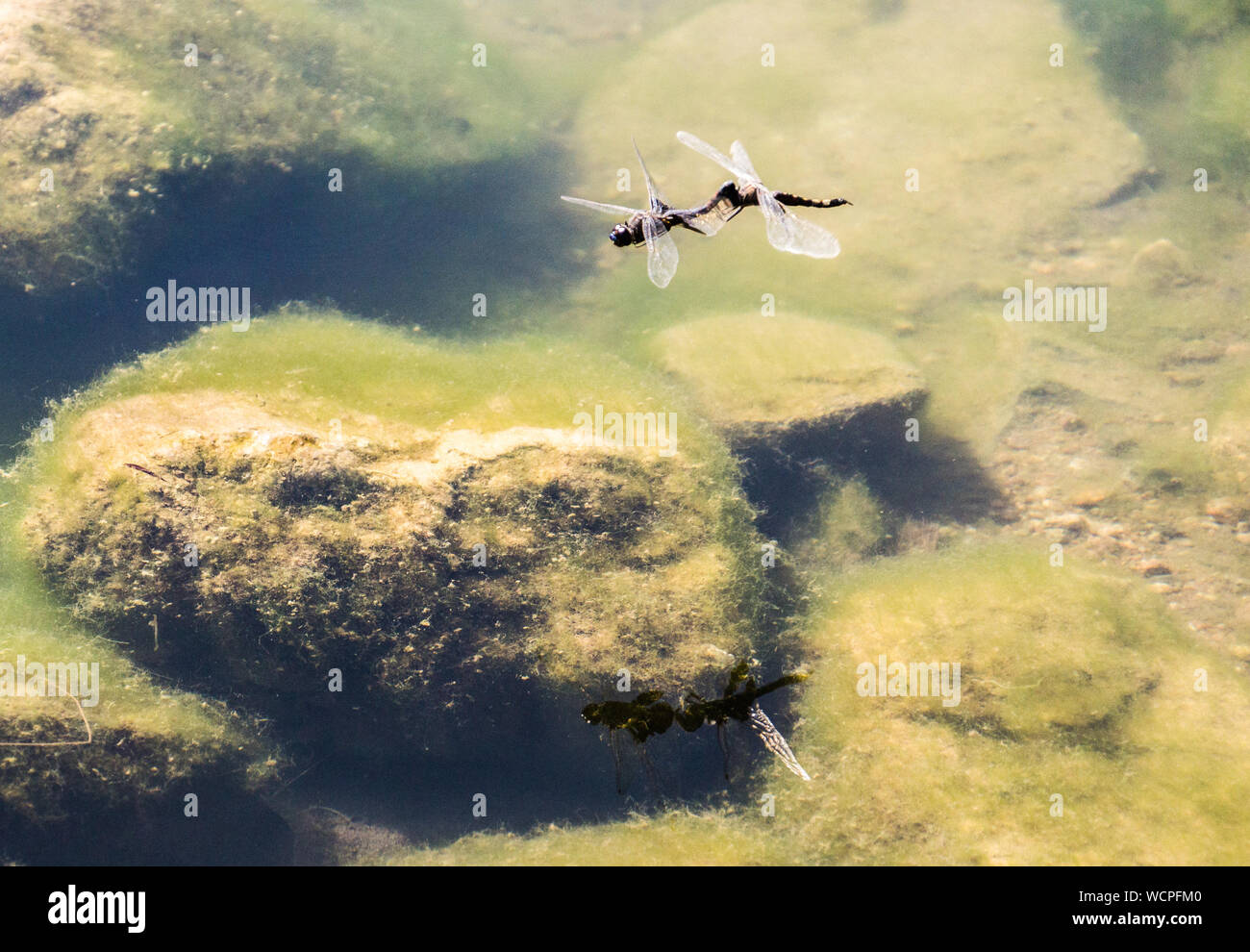 Dragonfly flying over pond hi-res stock photography and images - Alamy